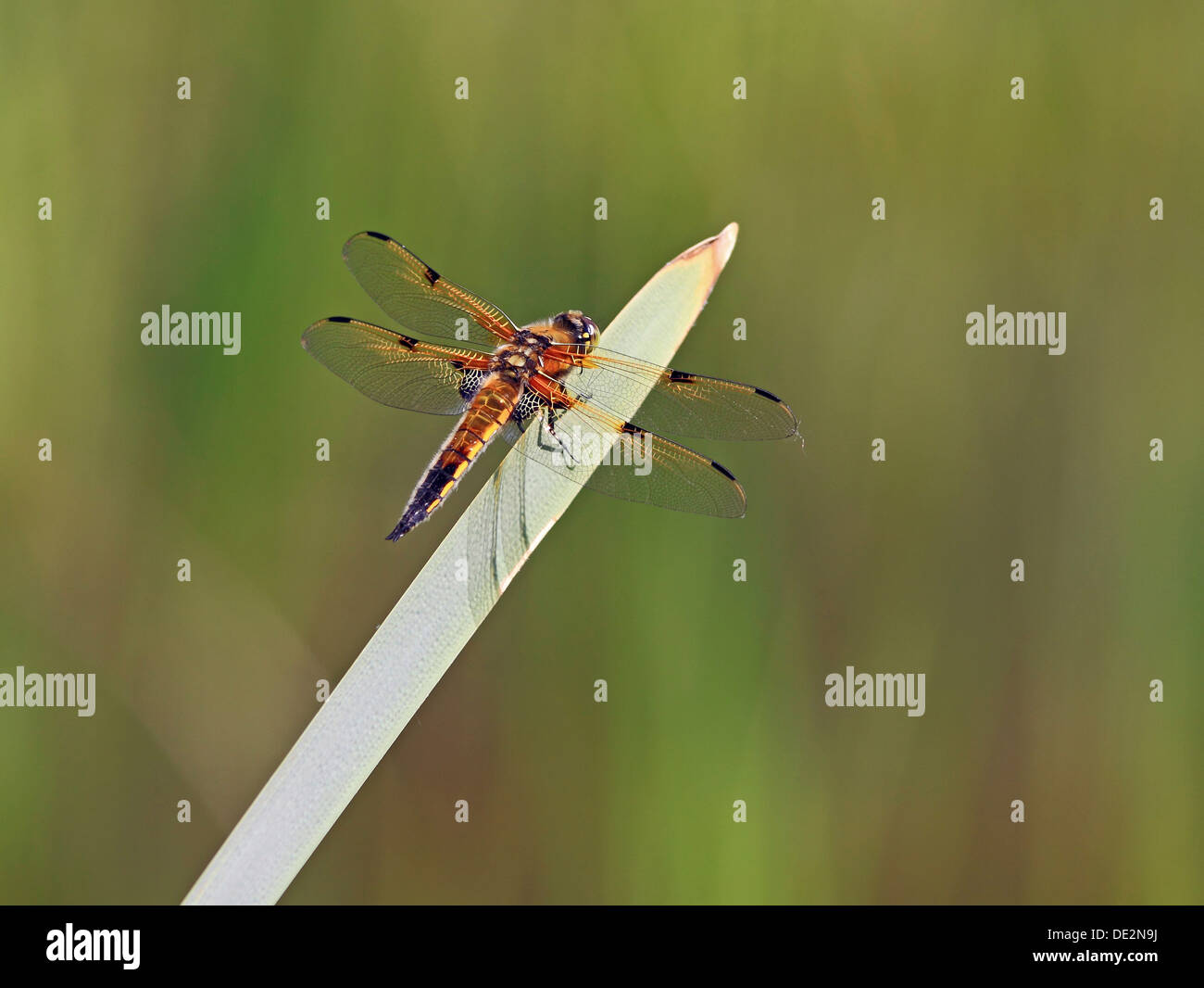 Four winged insects hi-res stock photography and images - Alamy