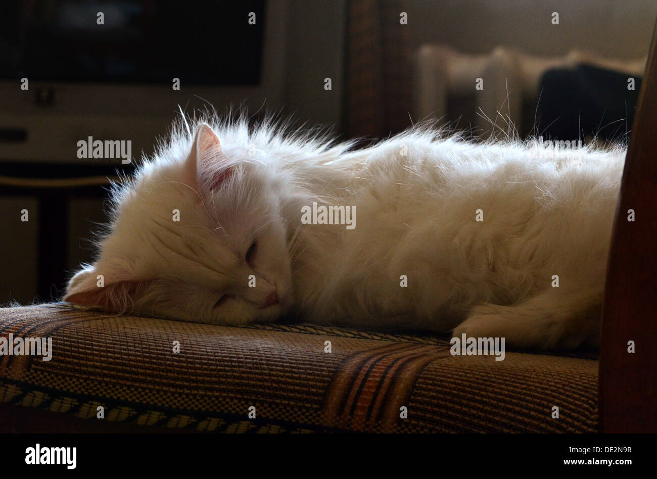 Angorian cat hi-res stock photography and images - Alamy