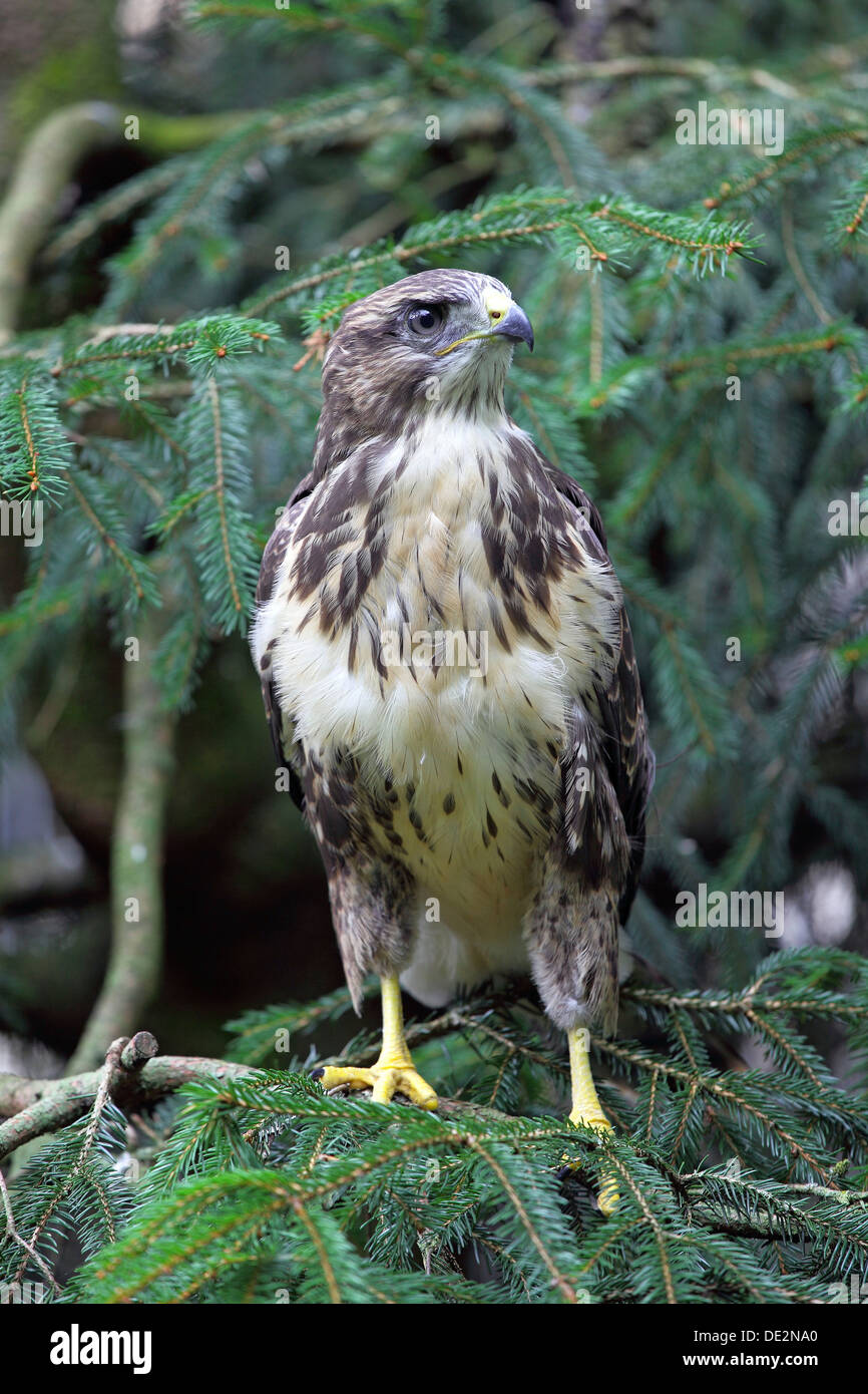 The european honey buzzard hi-res stock photography and images - Alamy