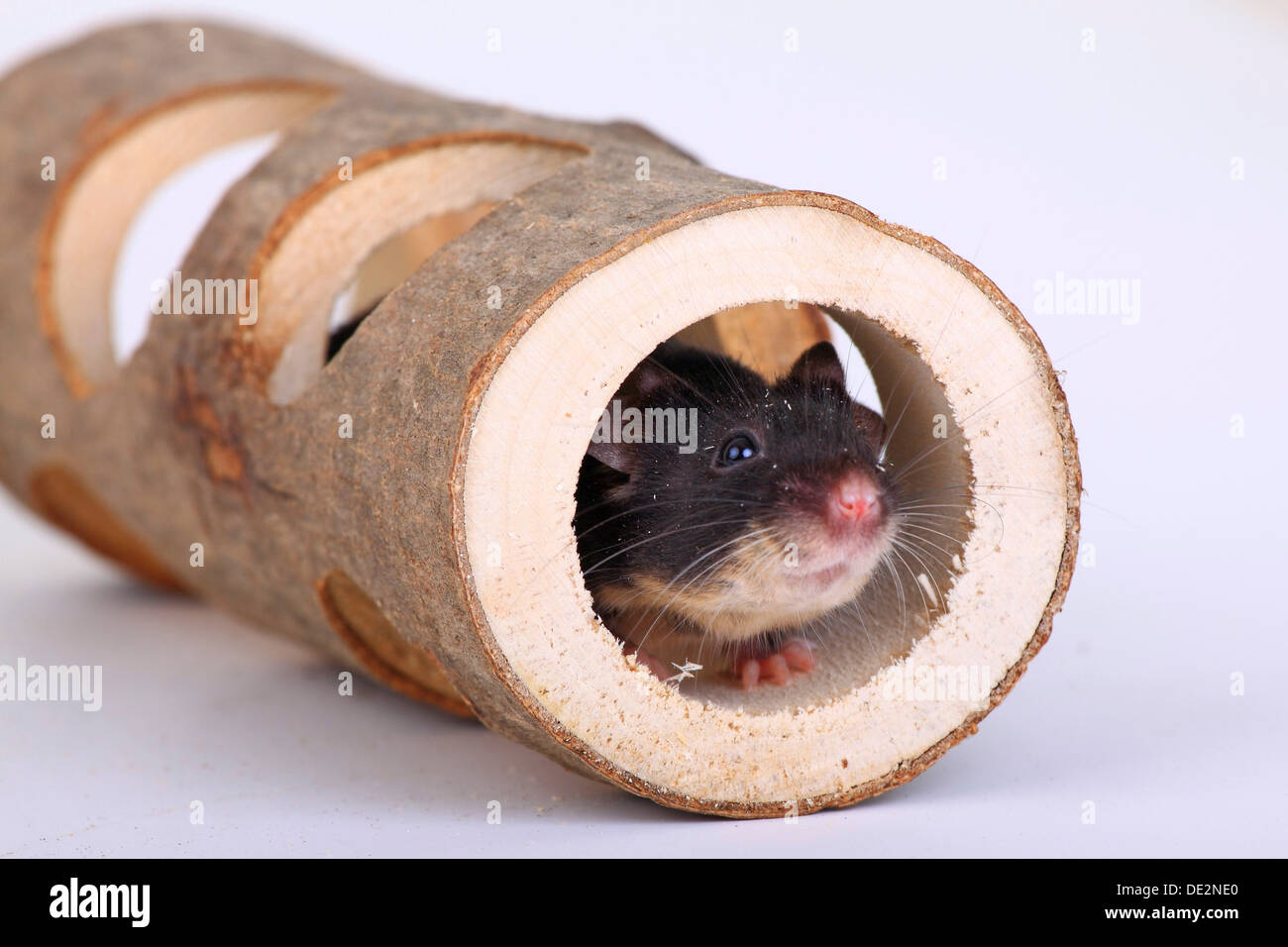 Fancy Mouse looking out of a wooden tube, a domesticated form of the ...
