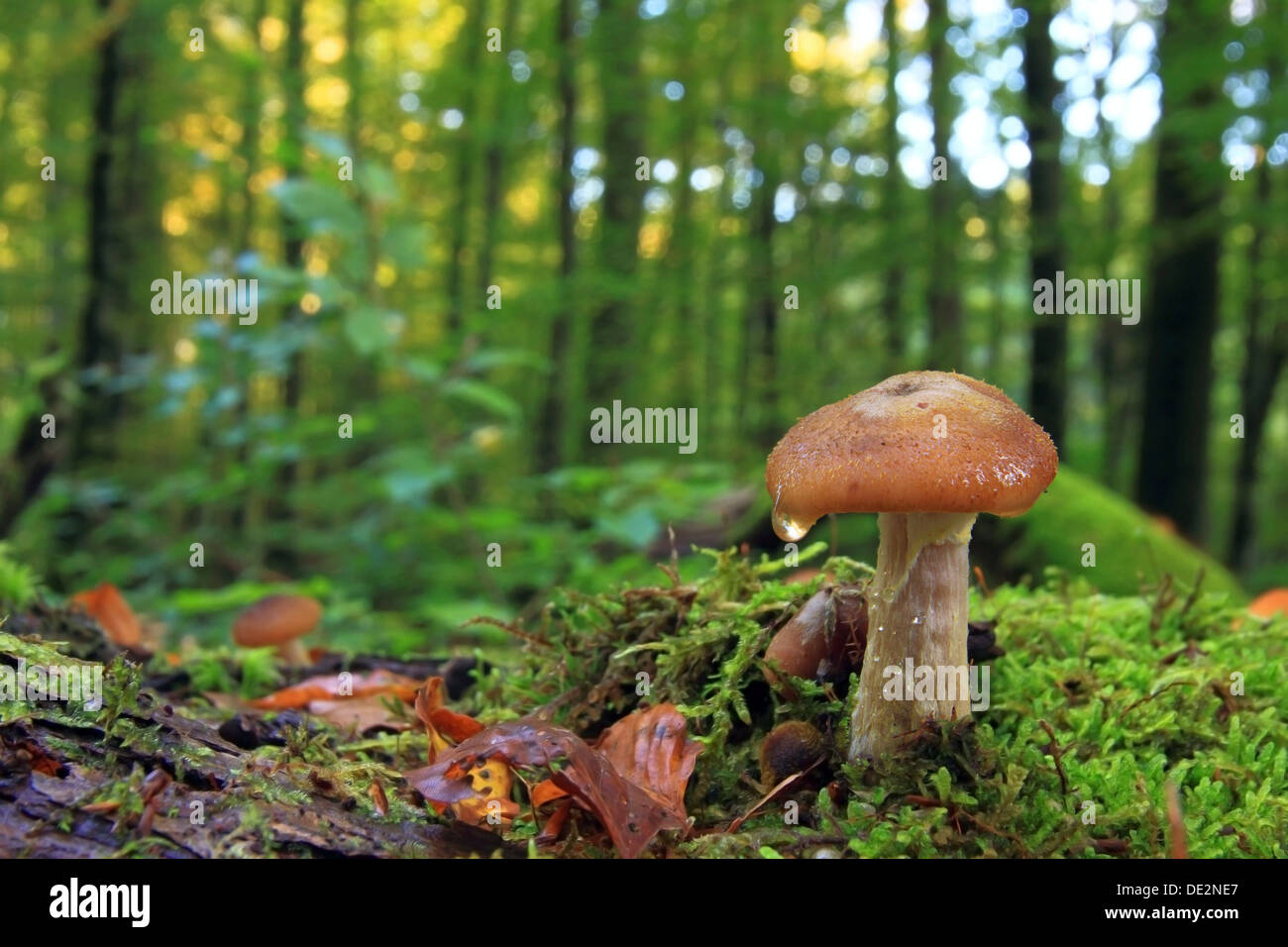Honey fungus (Armillaria sp.) in a forest Stock Photo - Alamy
