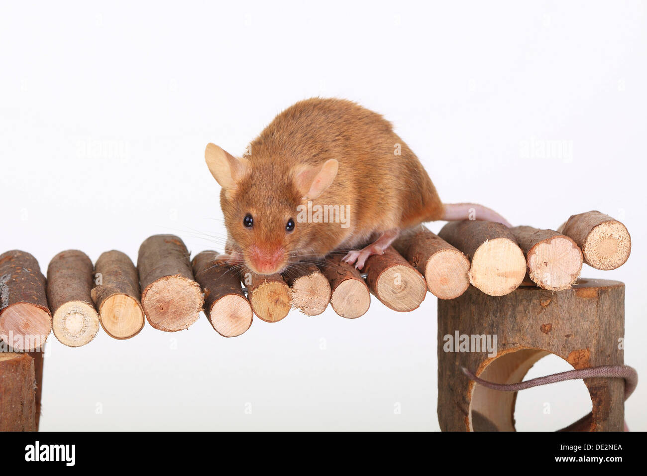 Form house hi-res stock photography and images - Alamy