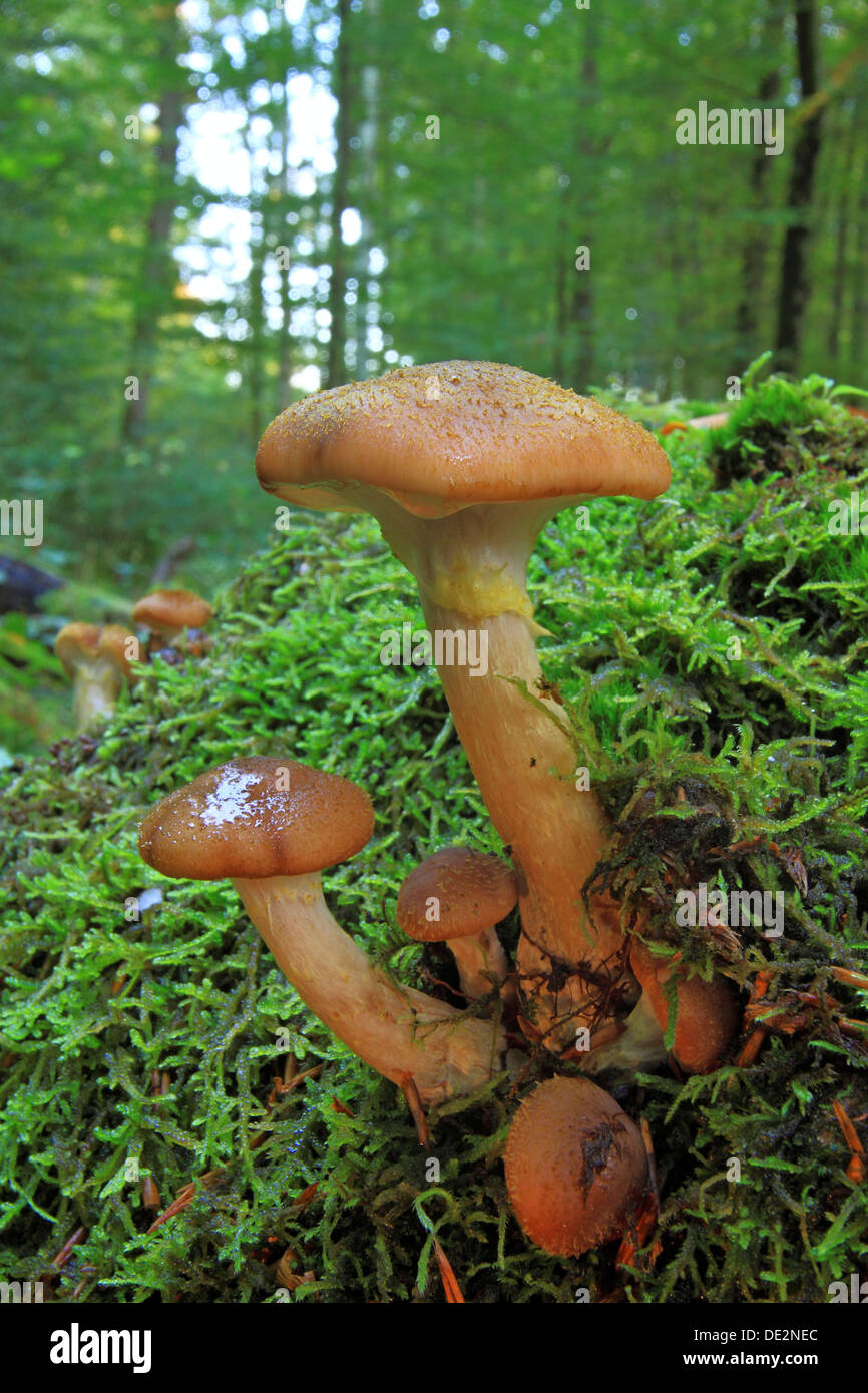 Honey fungus (Armillaria sp.), fruit bodies in a forest Stock Photo - Alamy