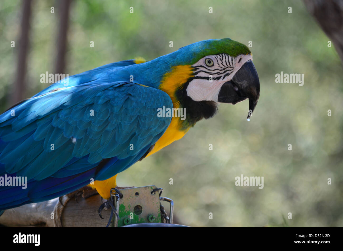 Parrot in zoo hi-res stock photography and images - Alamy