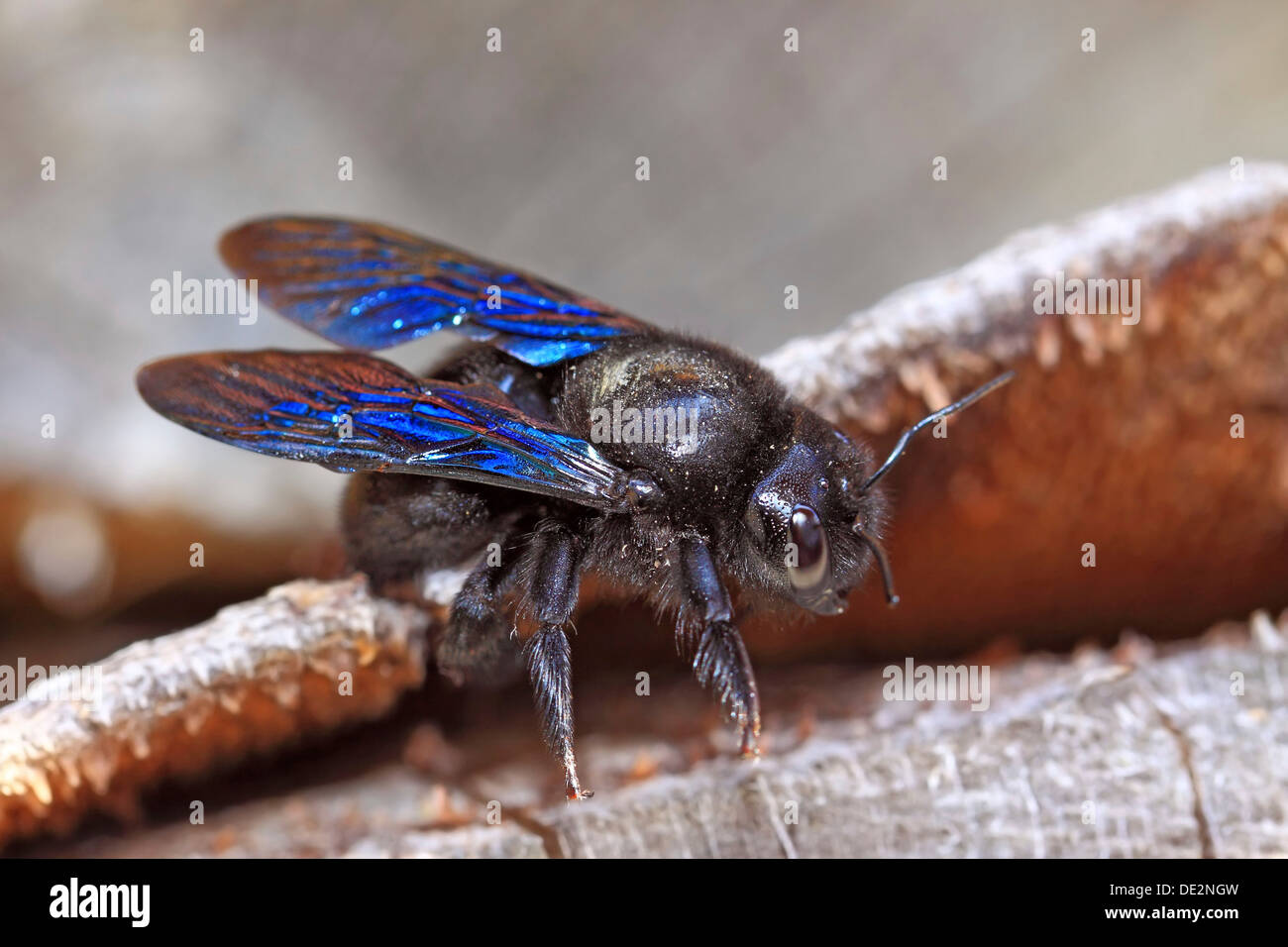Violet carpenter bee, Indian Bhanvra (Xylocopa violacea), a rare insect ...