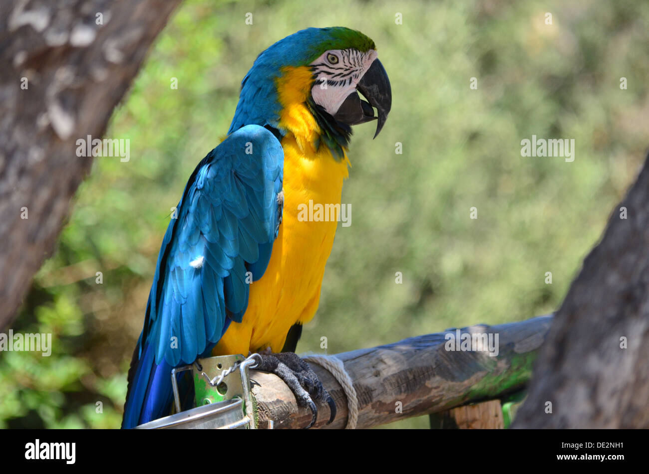 Parrot int the Paphos zoo Stock Photo - Alamy
