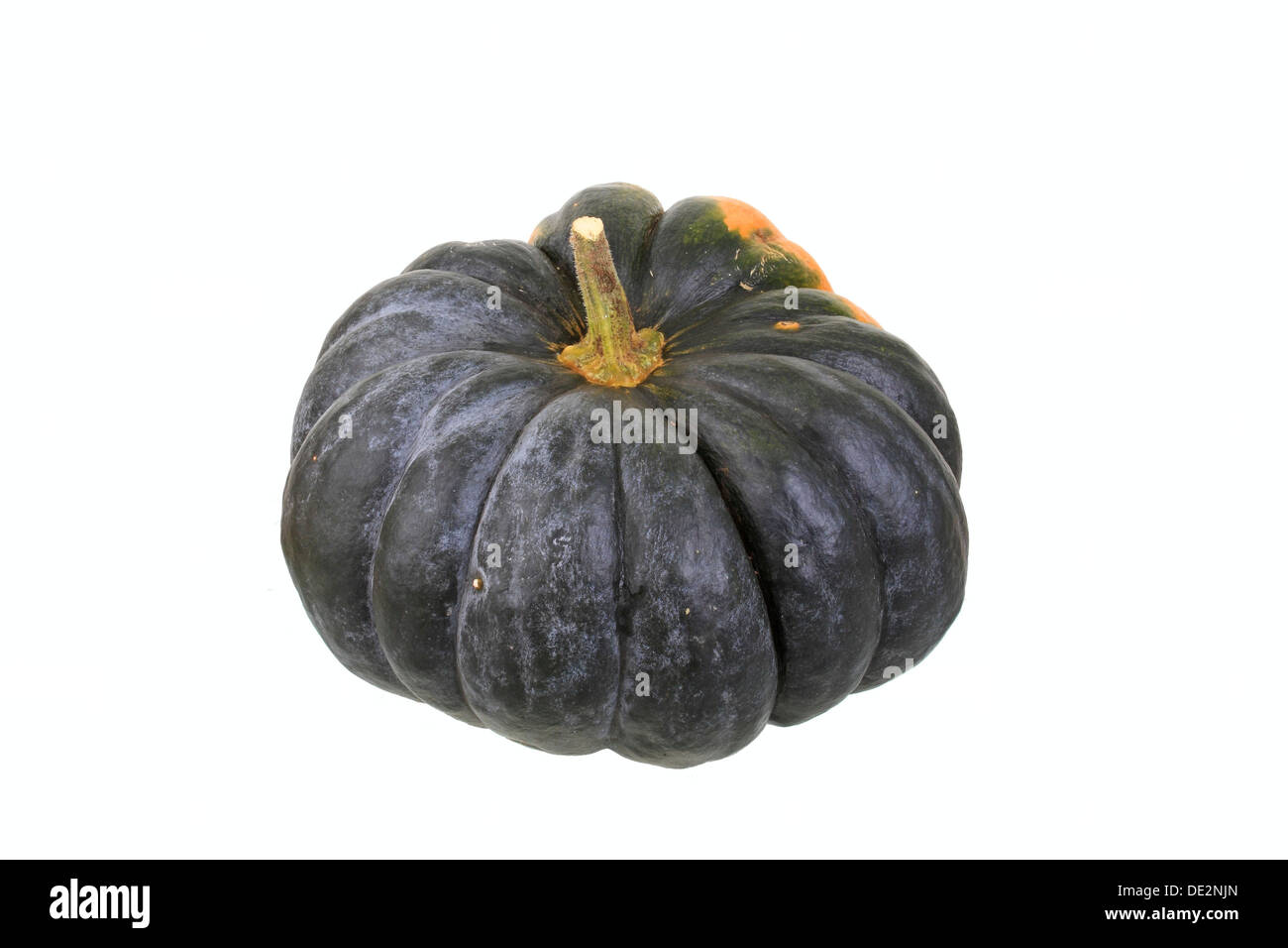 Pumpkin "Musque de Provence" variety Stock Photo - Alamy