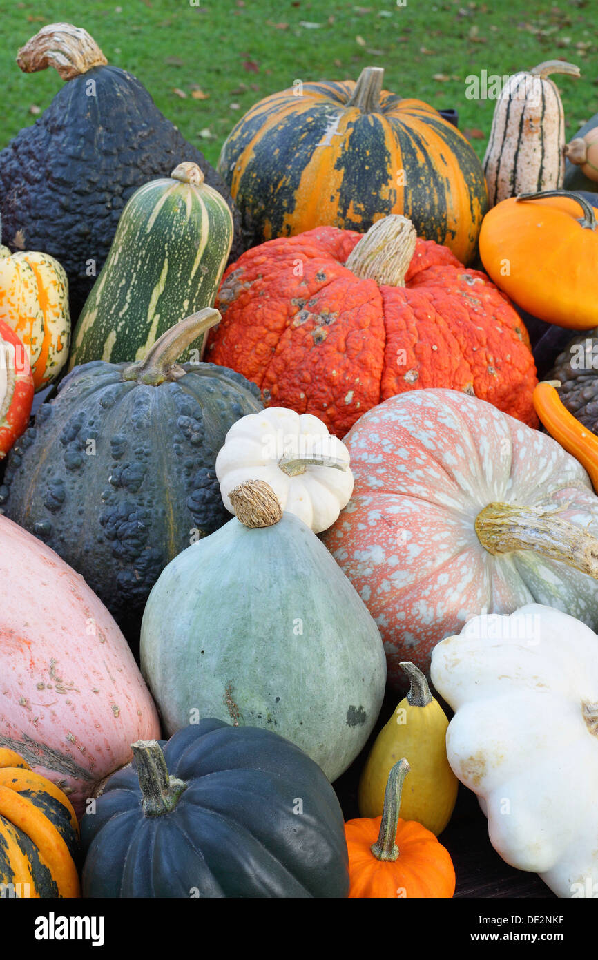 Selection of different varieties of pumpkin in autumn, Styrian Oil ...
