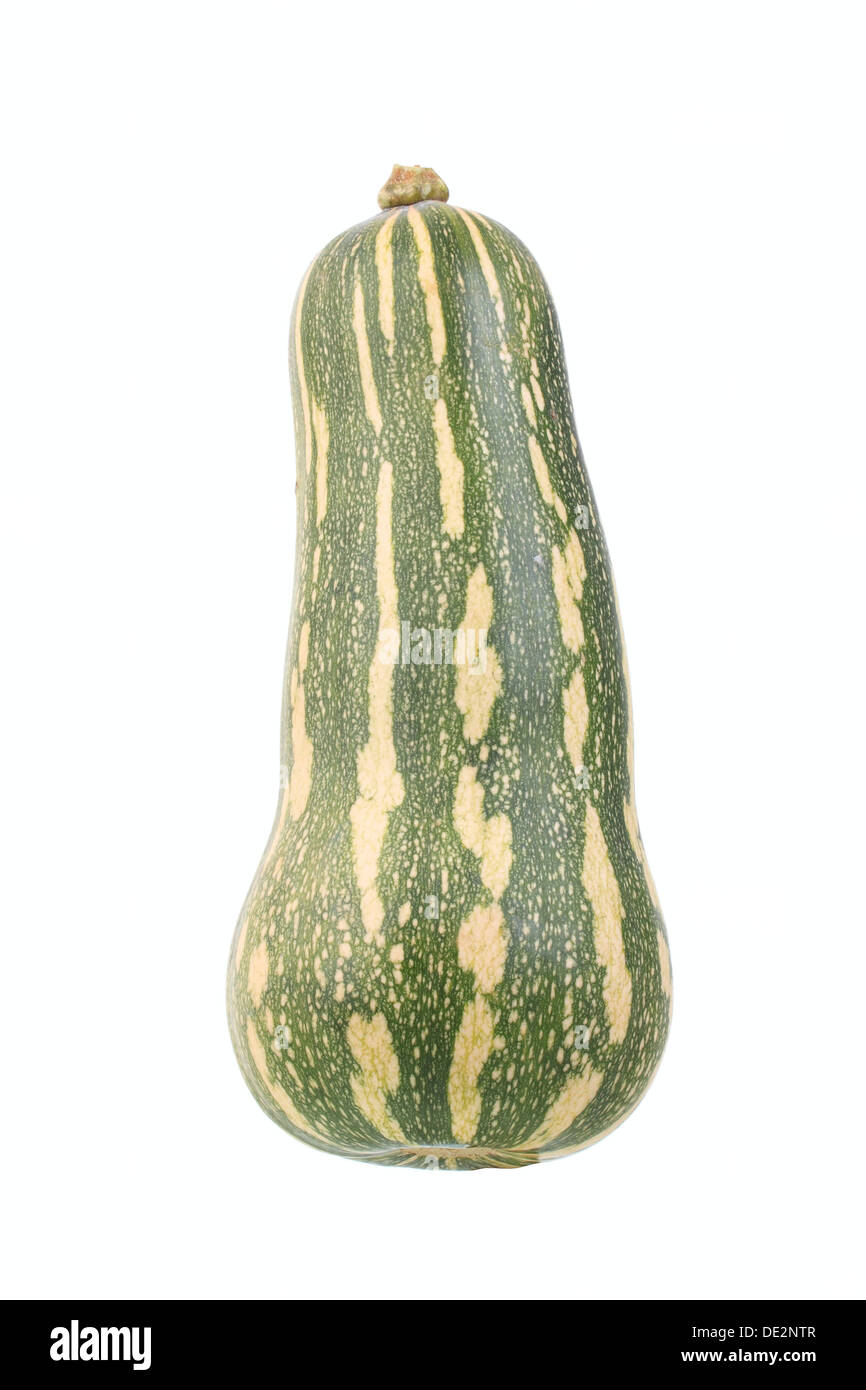Squash variety, Barbara Butternut Stock Photo - Alamy