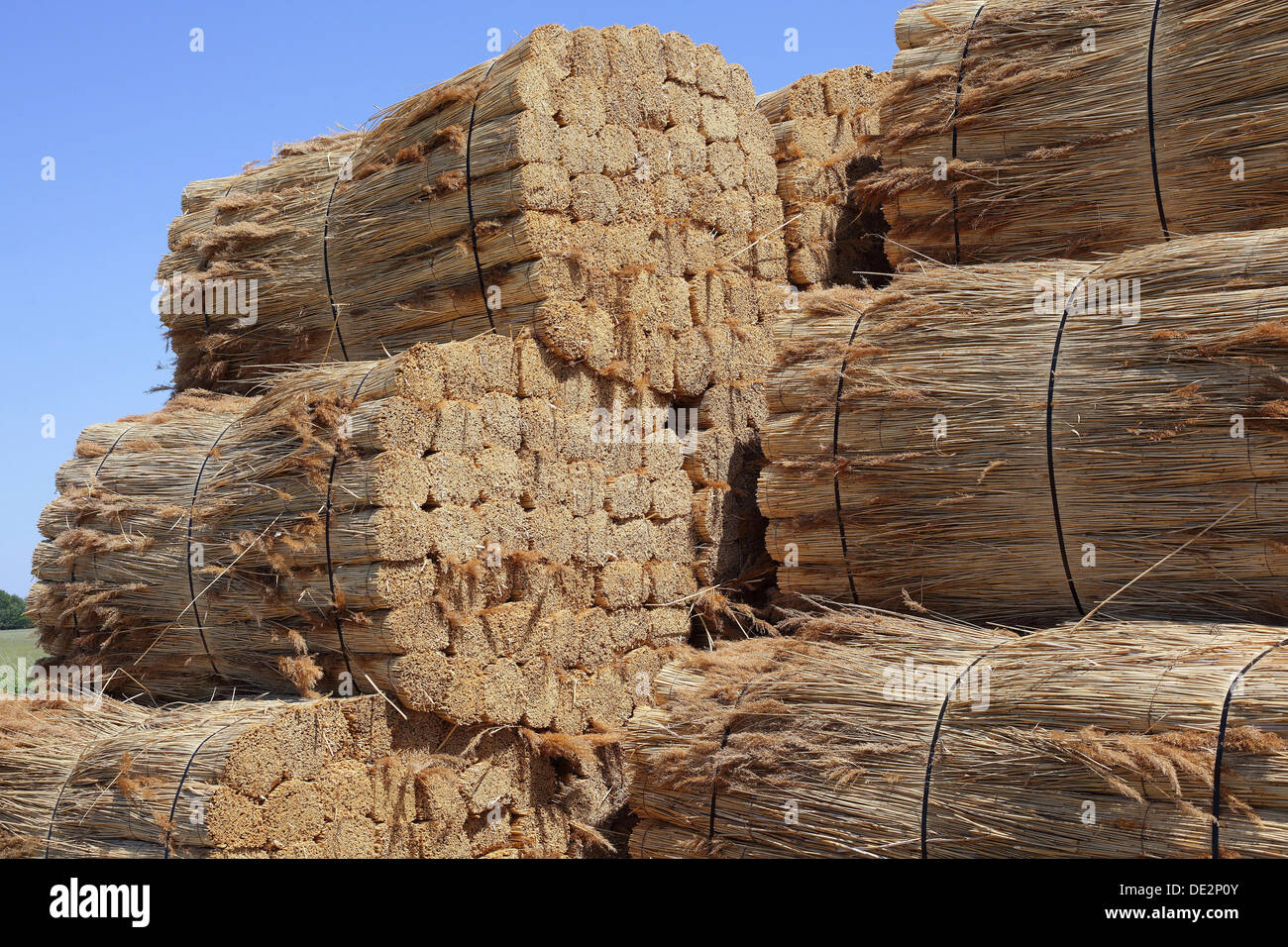 Bundle of reeds hi-res stock photography and images - Alamy
