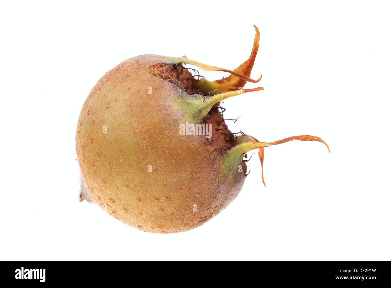 Common medlars mespilus germanica Cut Out Stock Images & Pictures - Alamy