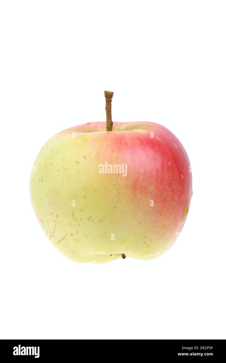Apple, Adersleber Kalvill variety Stock Photo - Alamy