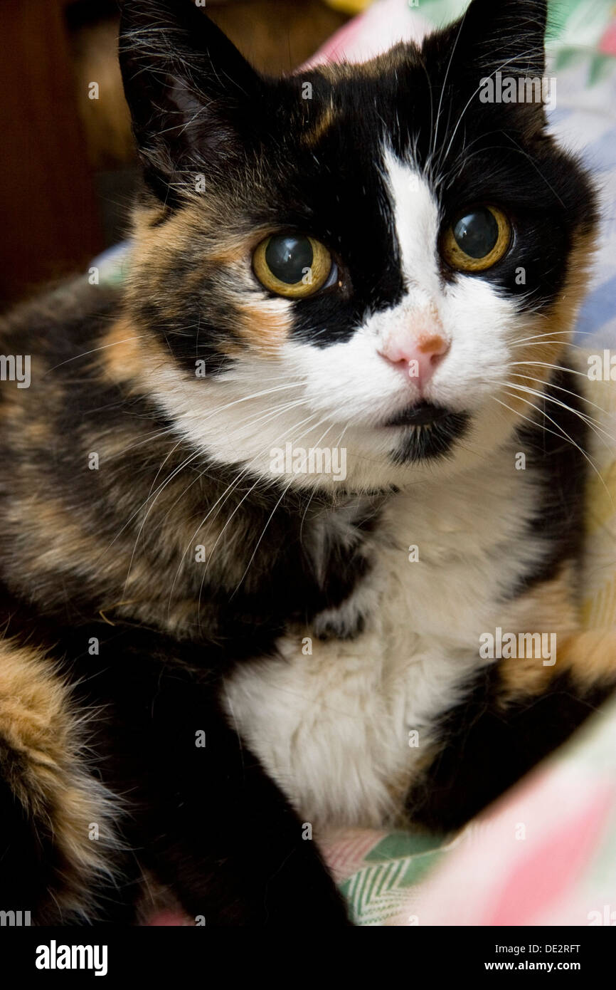 A multi coloured street cat looking directly at the camera Stock Photo ...