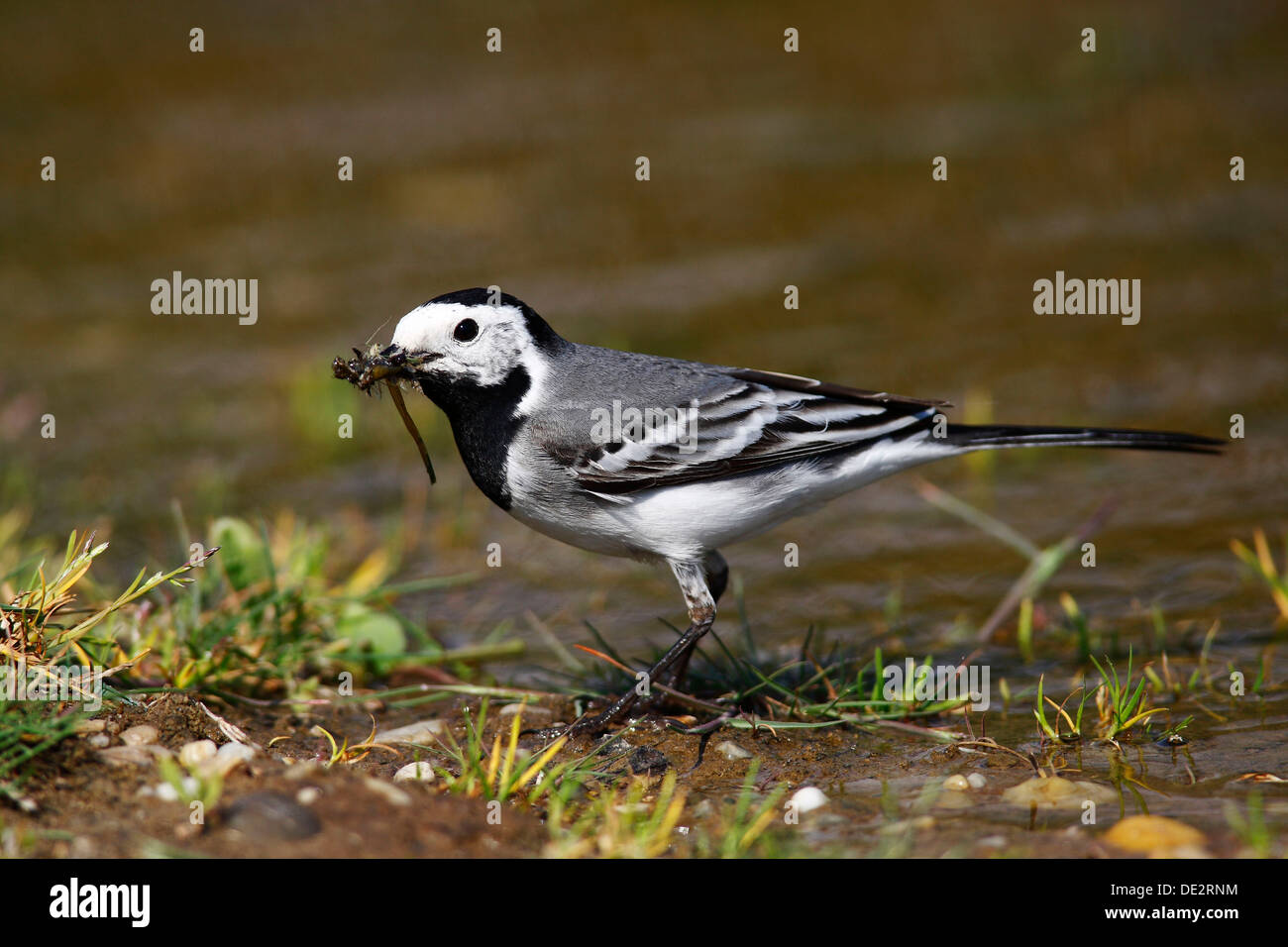 White Wagtail (Motacilla alba) sitting on the ground with food in its ...