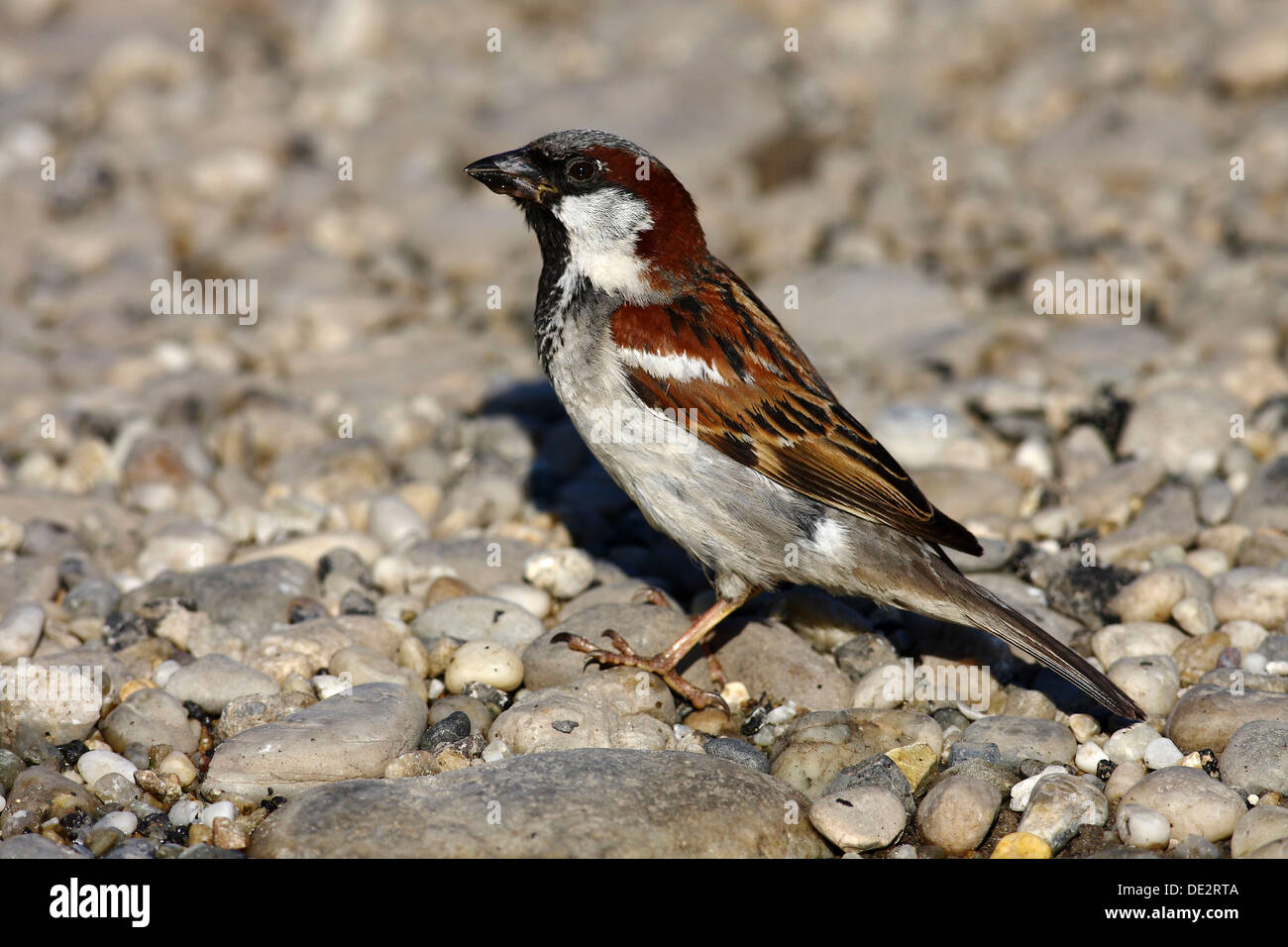 Side view sparrow sitting on hi-res stock photography and images - Alamy