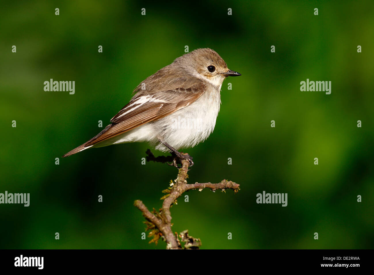 Pied flycatcher hi-res stock photography and images - Alamy