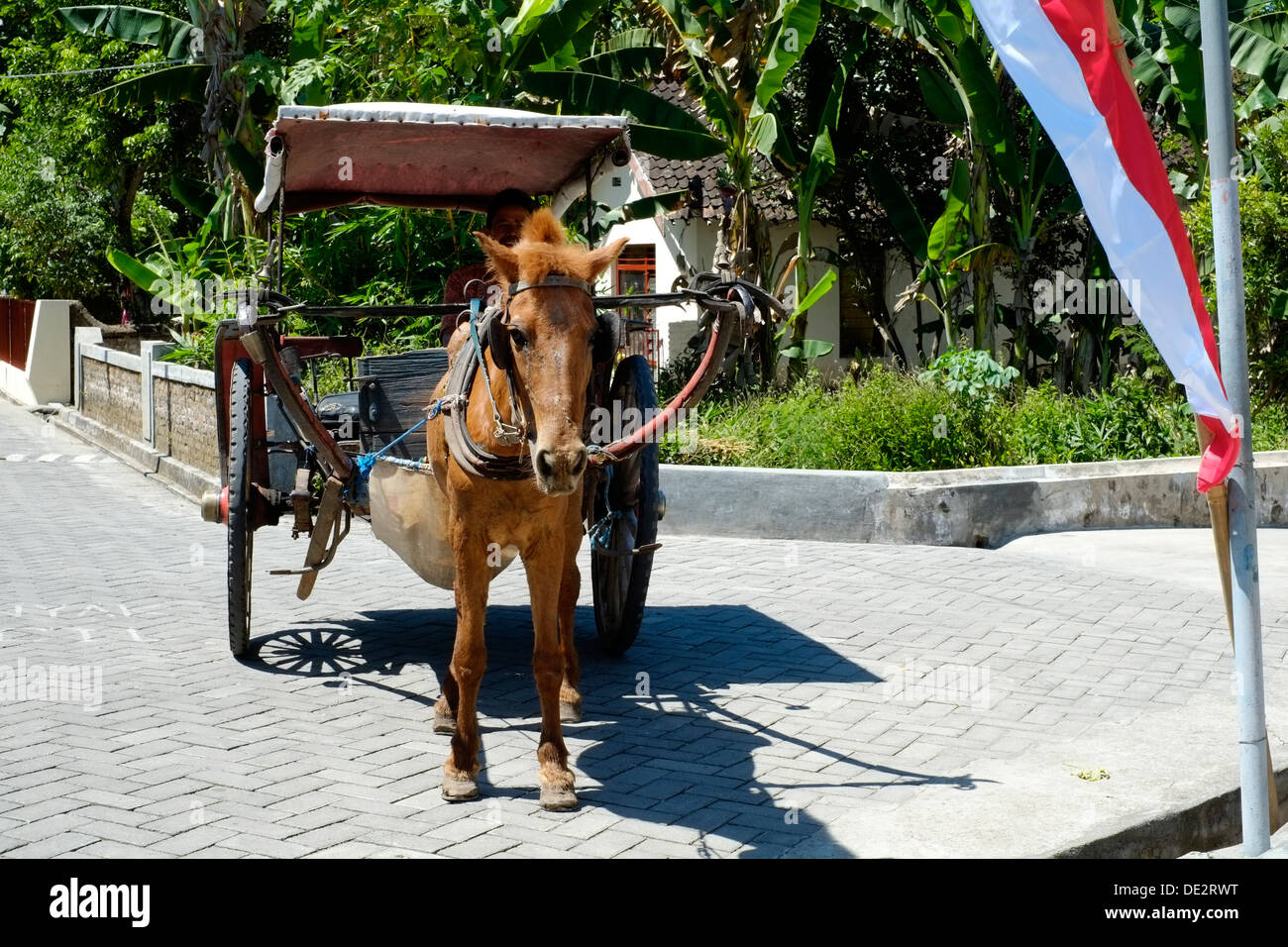 A Horse And Cart Dokar A Traditional Inexpensive Means Of Transport In A Horse And Cart Dokar A Traditional Inexpensive Means Of Transport In