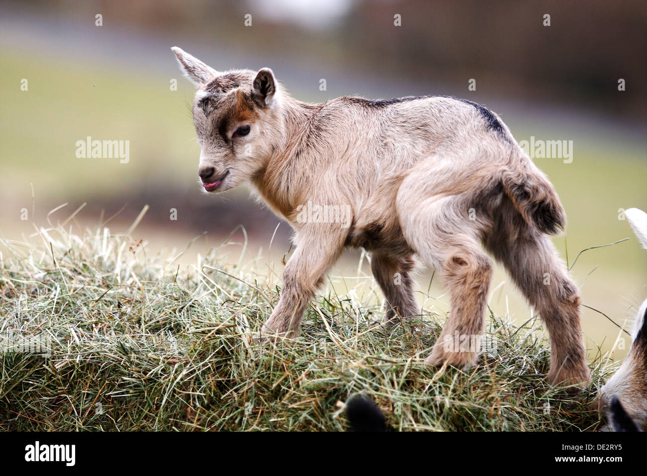 Domestic goat (Capra hircus, Capra aegagrus hircus), kid climbing up a ...