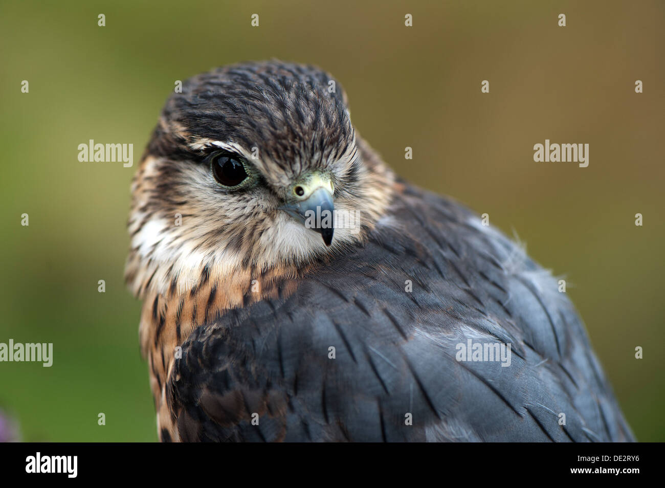 Close up of a male Merlin (Falco columbarius) on moorland. Captive ...
