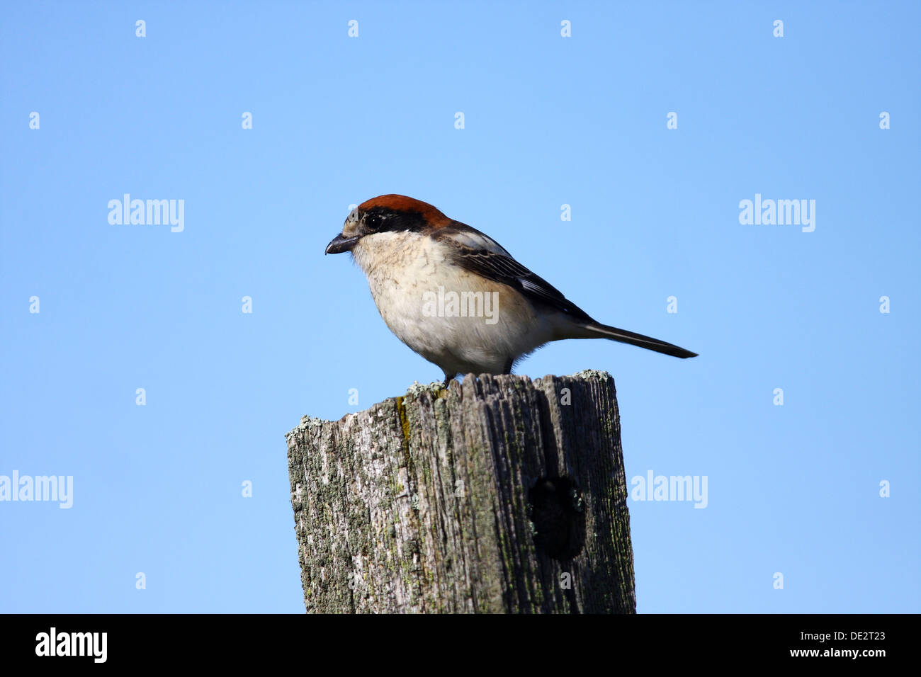Woodchat Shrike (Lanius senator) sitting on fence pole, Extremadura ...