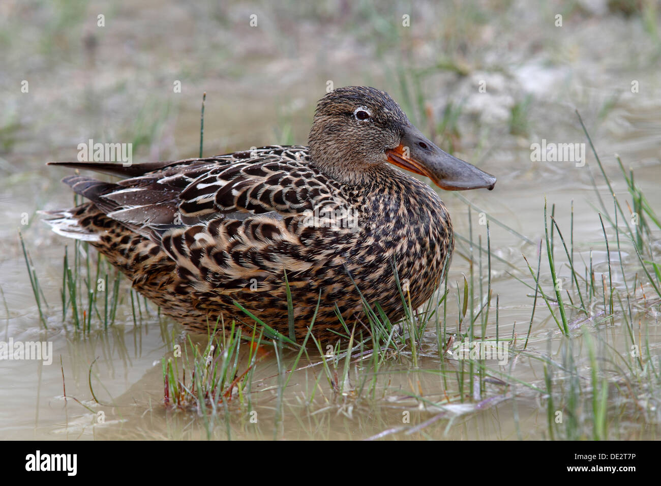 Female shoveler hi-res stock photography and images - Alamy
