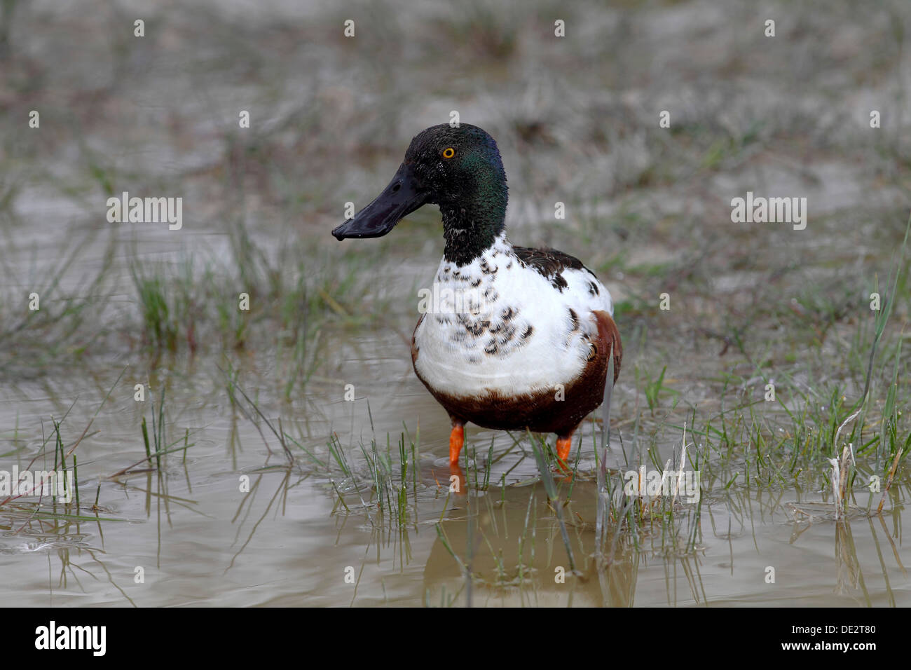 Male shoveler standing hi-res stock photography and images - Alamy