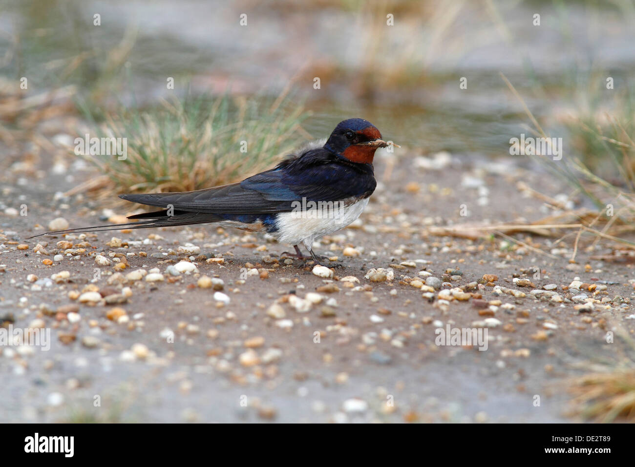 Barn Swallow (Hirundo rustica), male collecting mud and dry grass for ...