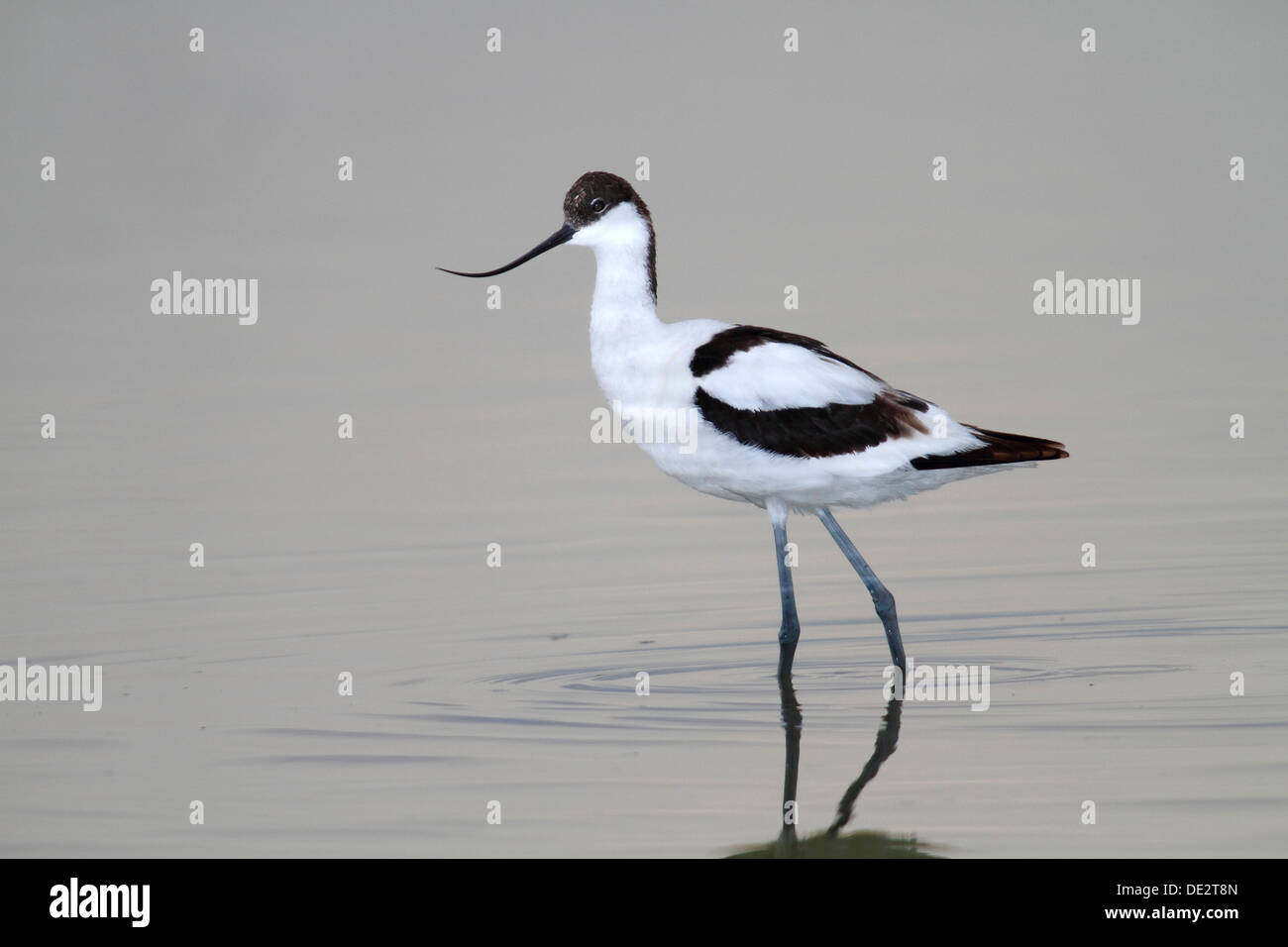 Avocet birds in water hi-res stock photography and images - Alamy