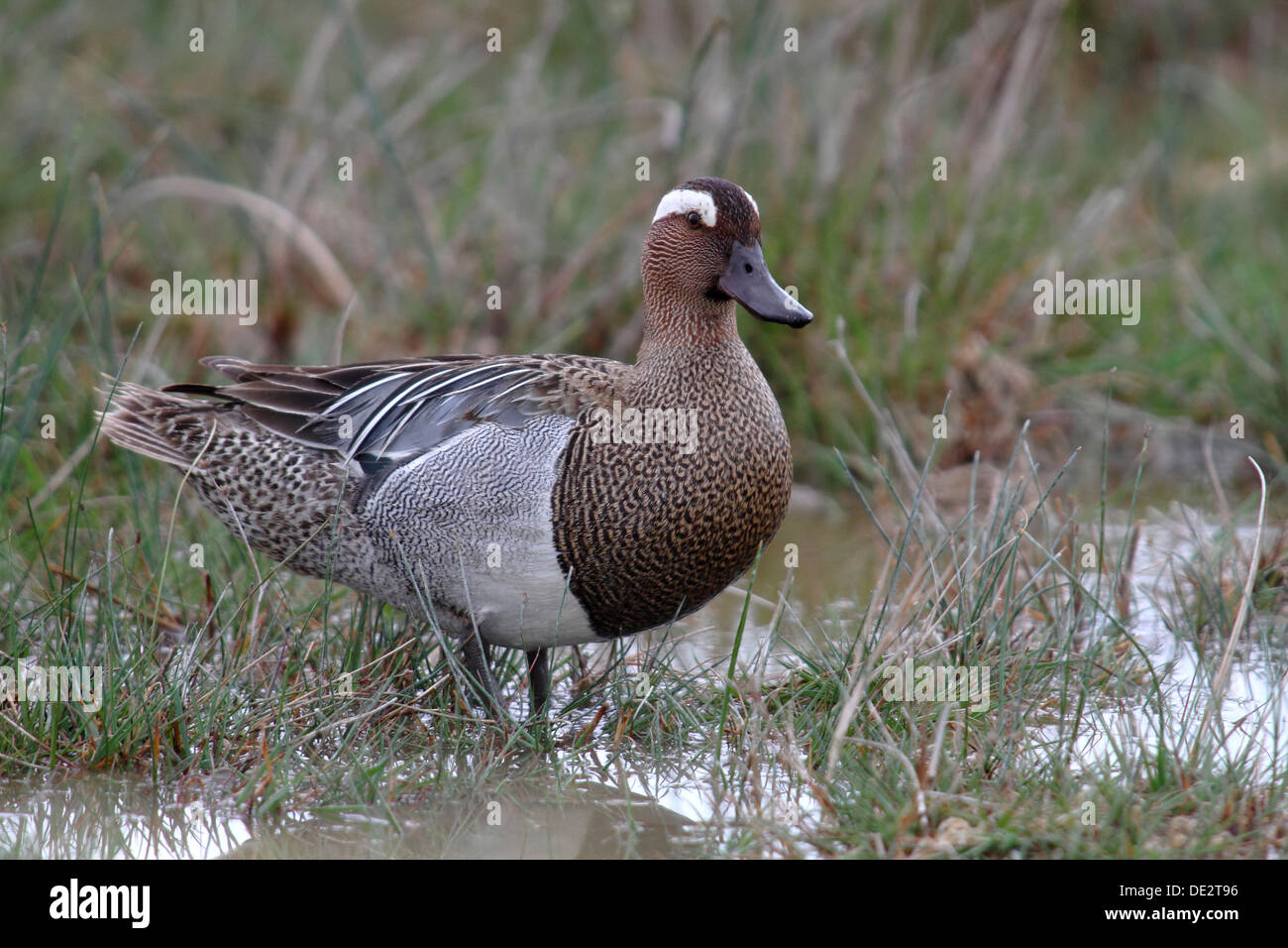 Males garganey hi-res stock photography and images - Alamy