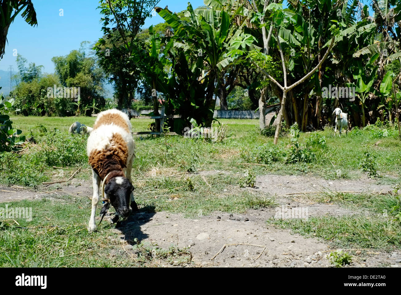 goats grazing at the side of a rural country lane java indonesia Stock ...