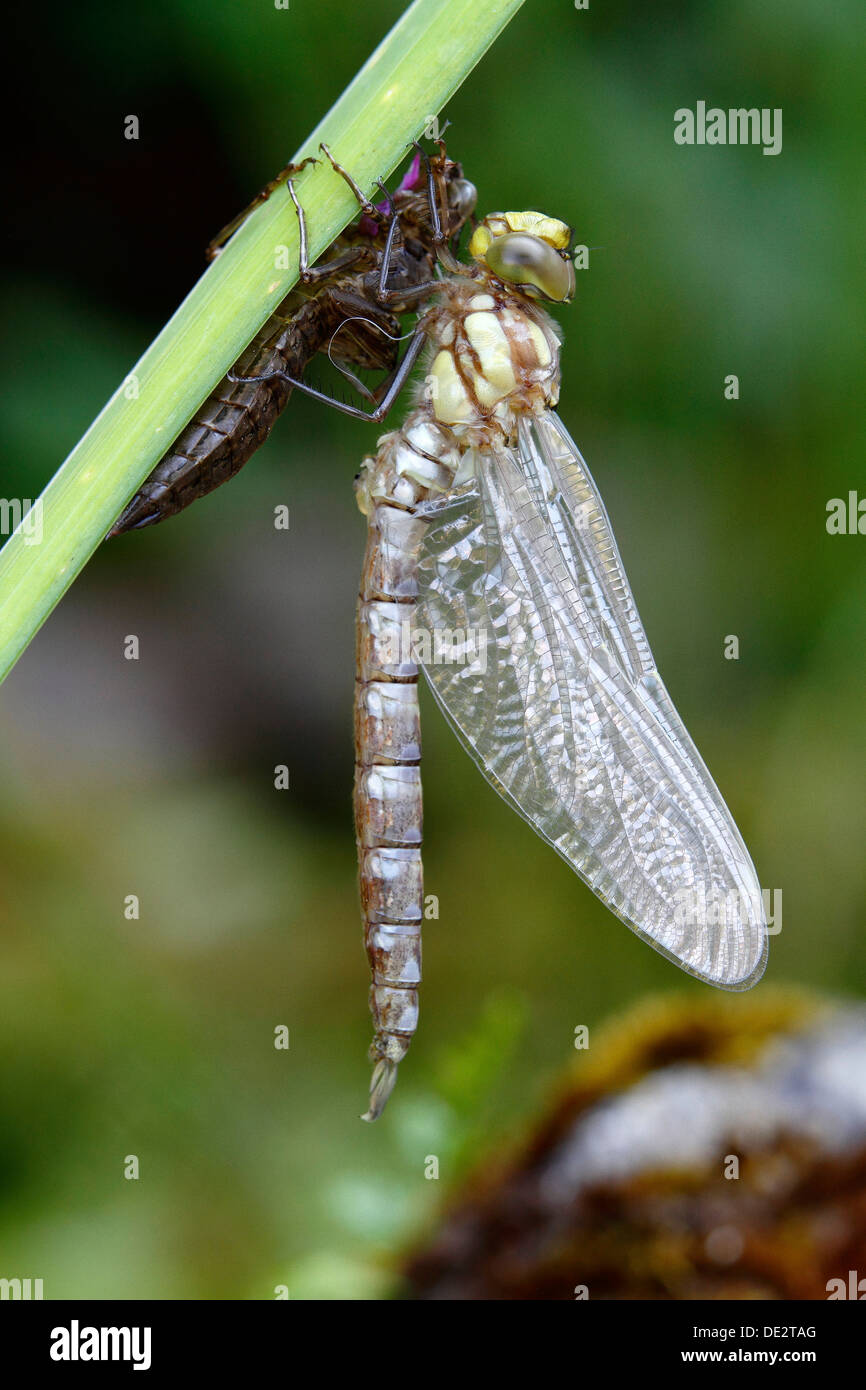 Dragonfly larva aeshnidae hi-res stock photography and images - Alamy