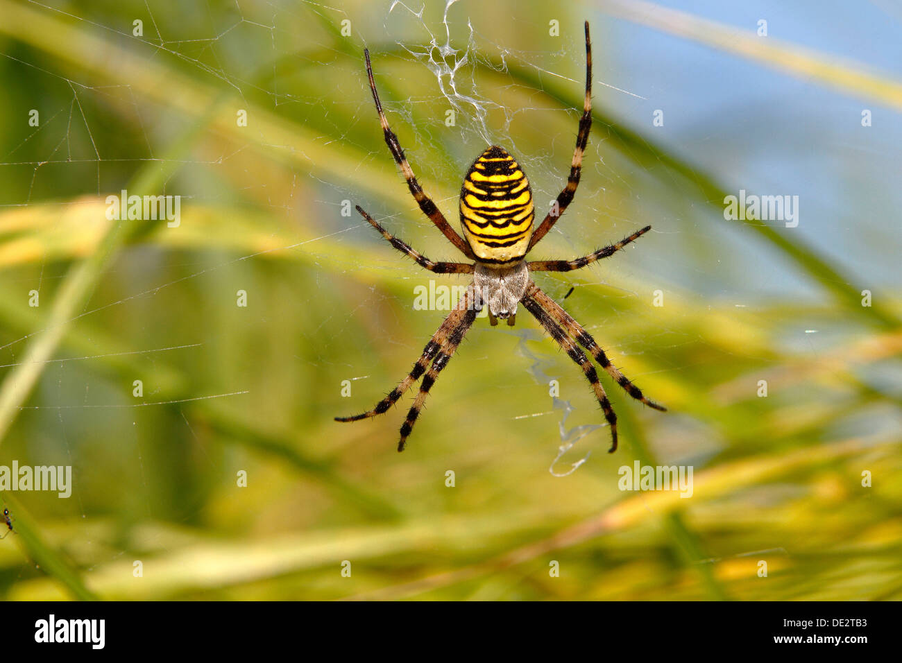 Wasp spider argiope bruennichi in cobweb hi-res stock photography and ...