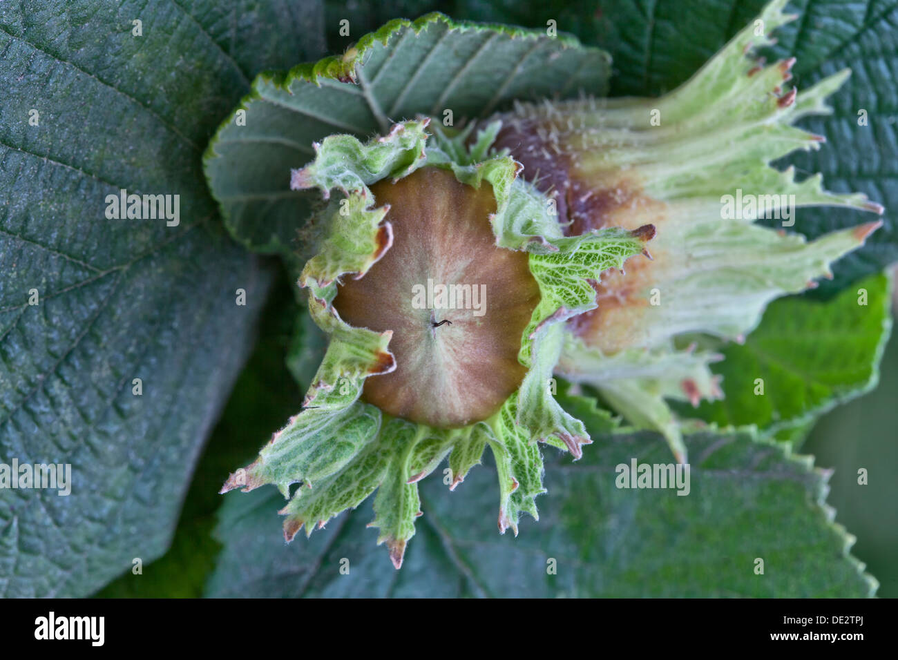 Hazel nuts maturing hi-res stock photography and images - Alamy