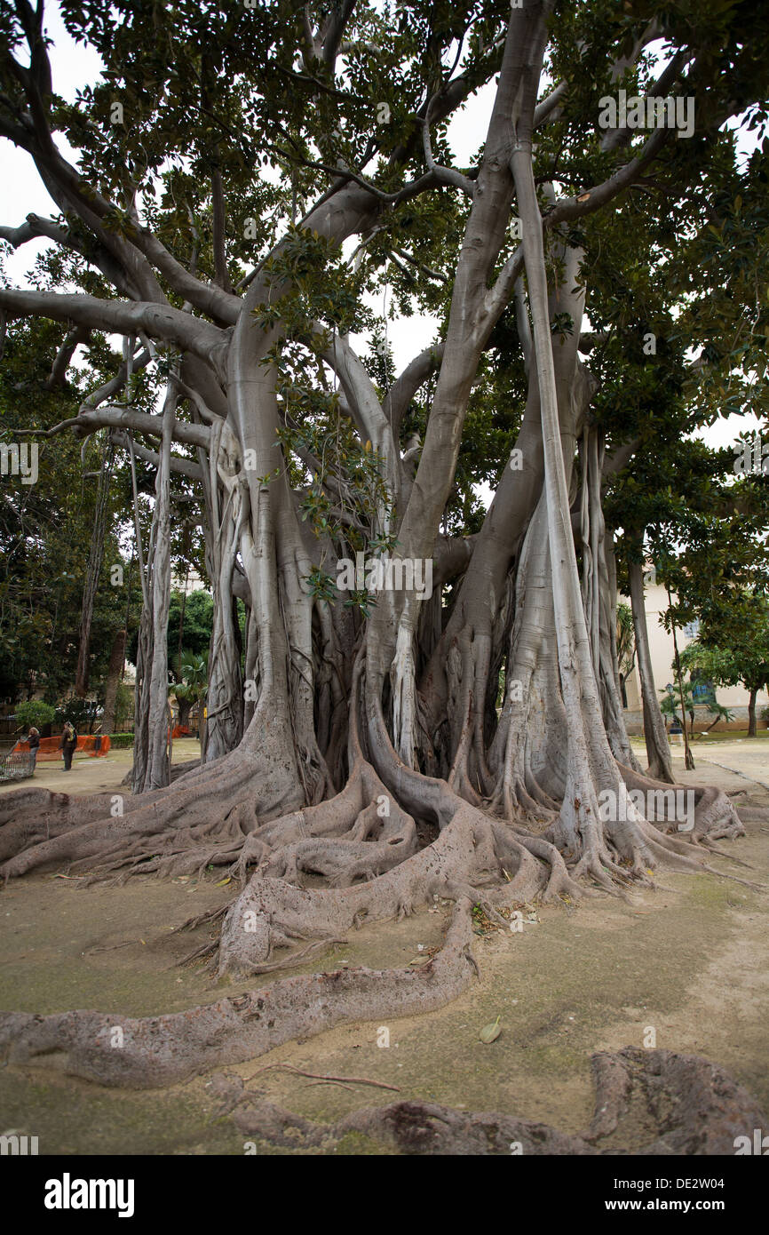 The typical aerial roots of the Ficus macrophylla (or the Moreton Bay ...