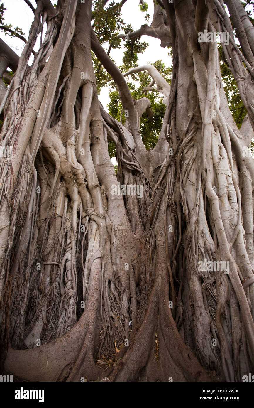 The typical aerial roots of the Ficus macrophylla (or the Moreton Bay ...