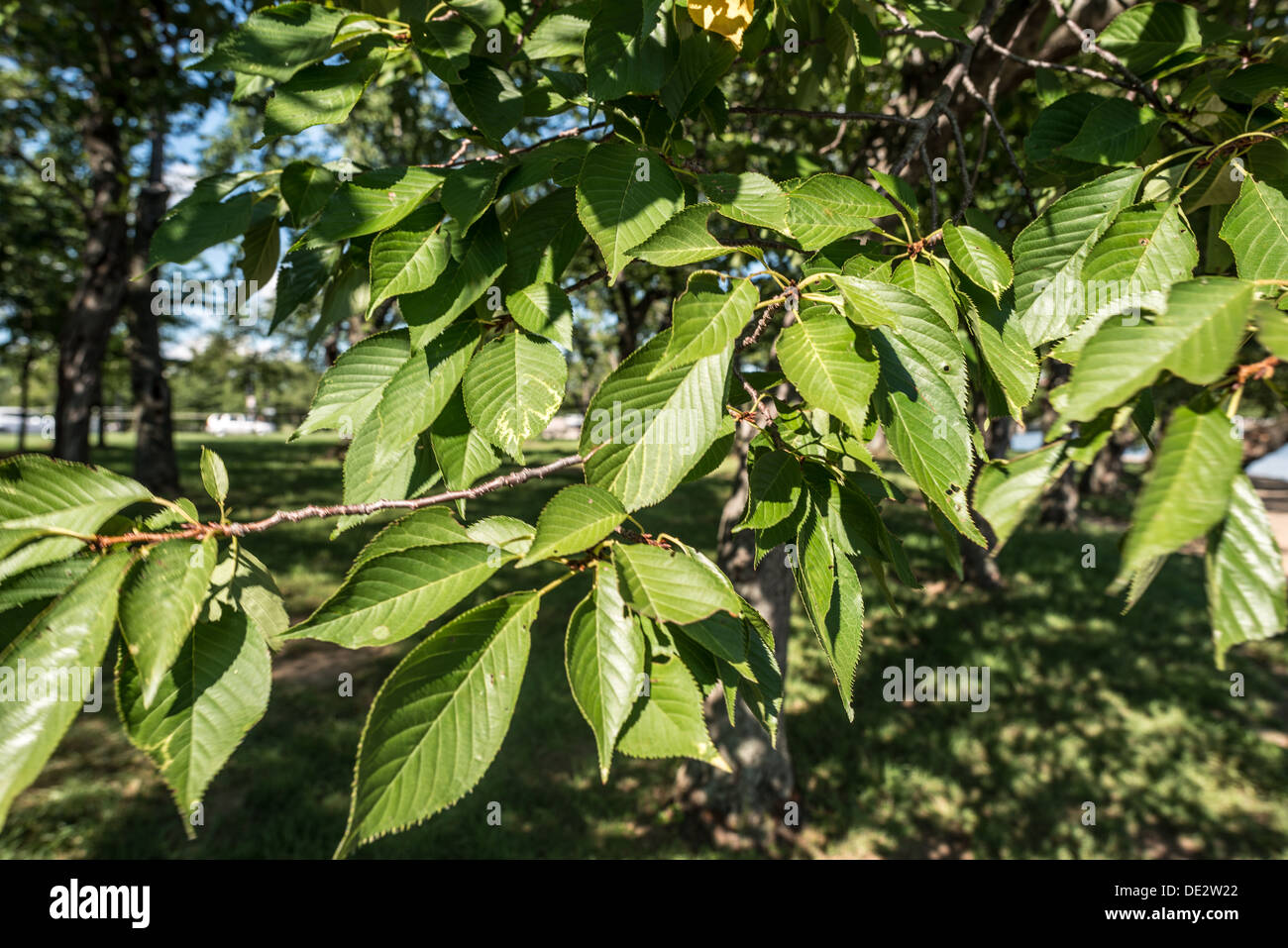 Yoshino Cherry Tree Leaf