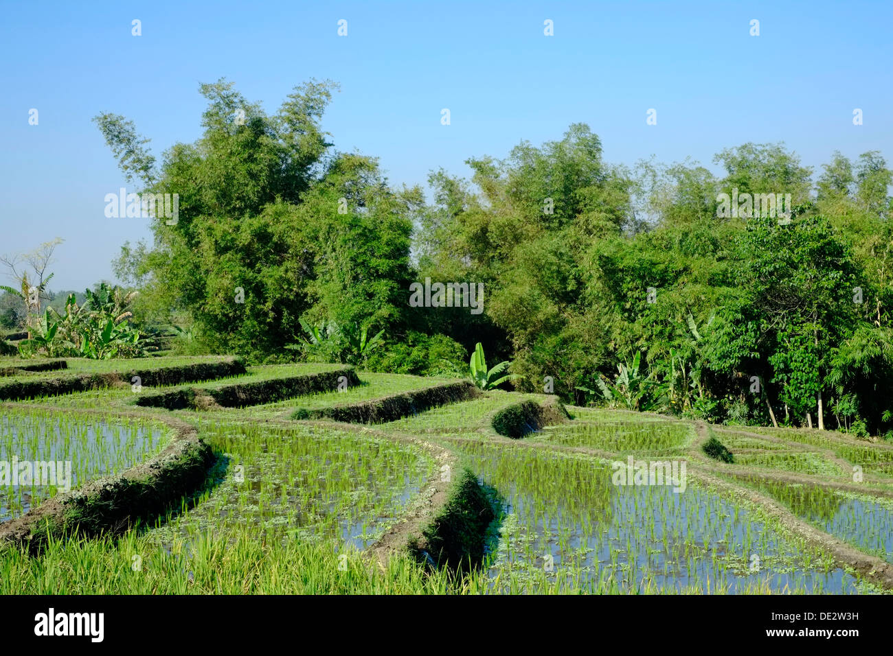 Java indonesia rice paddies hi-res stock photography and images - Alamy