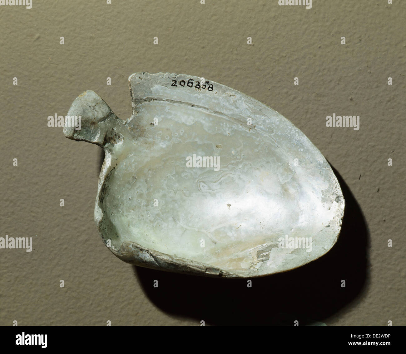 Abalone shell america hi-res stock photography and images - Alamy