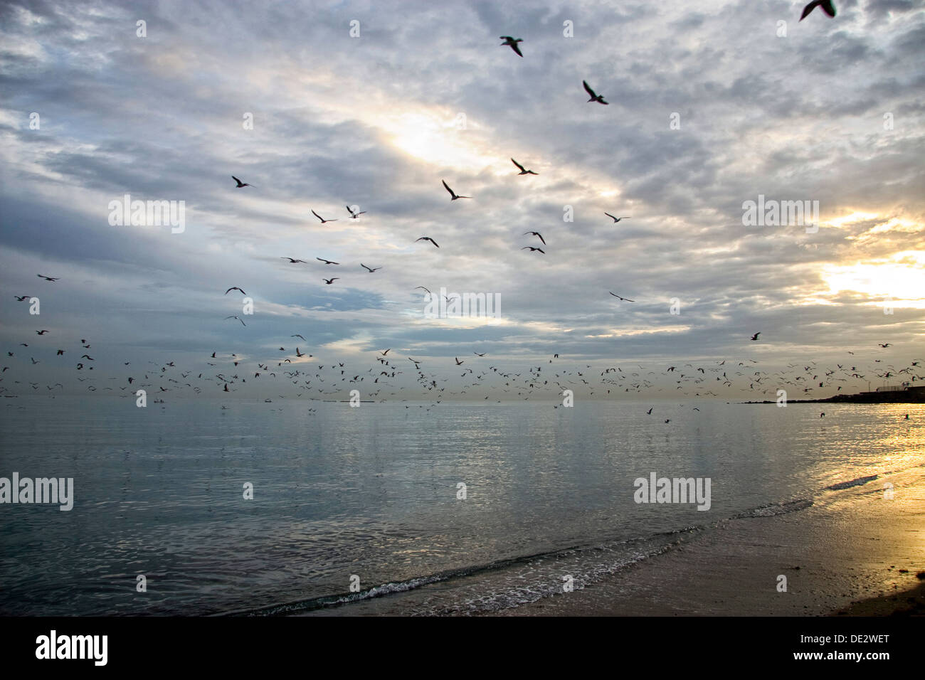 Birds flying against sunset near Marbella, Malaga Stock Photo - Alamy