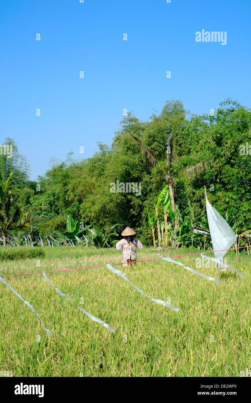 a view over the rice fields and terraces in rural java indonesia Stock ...