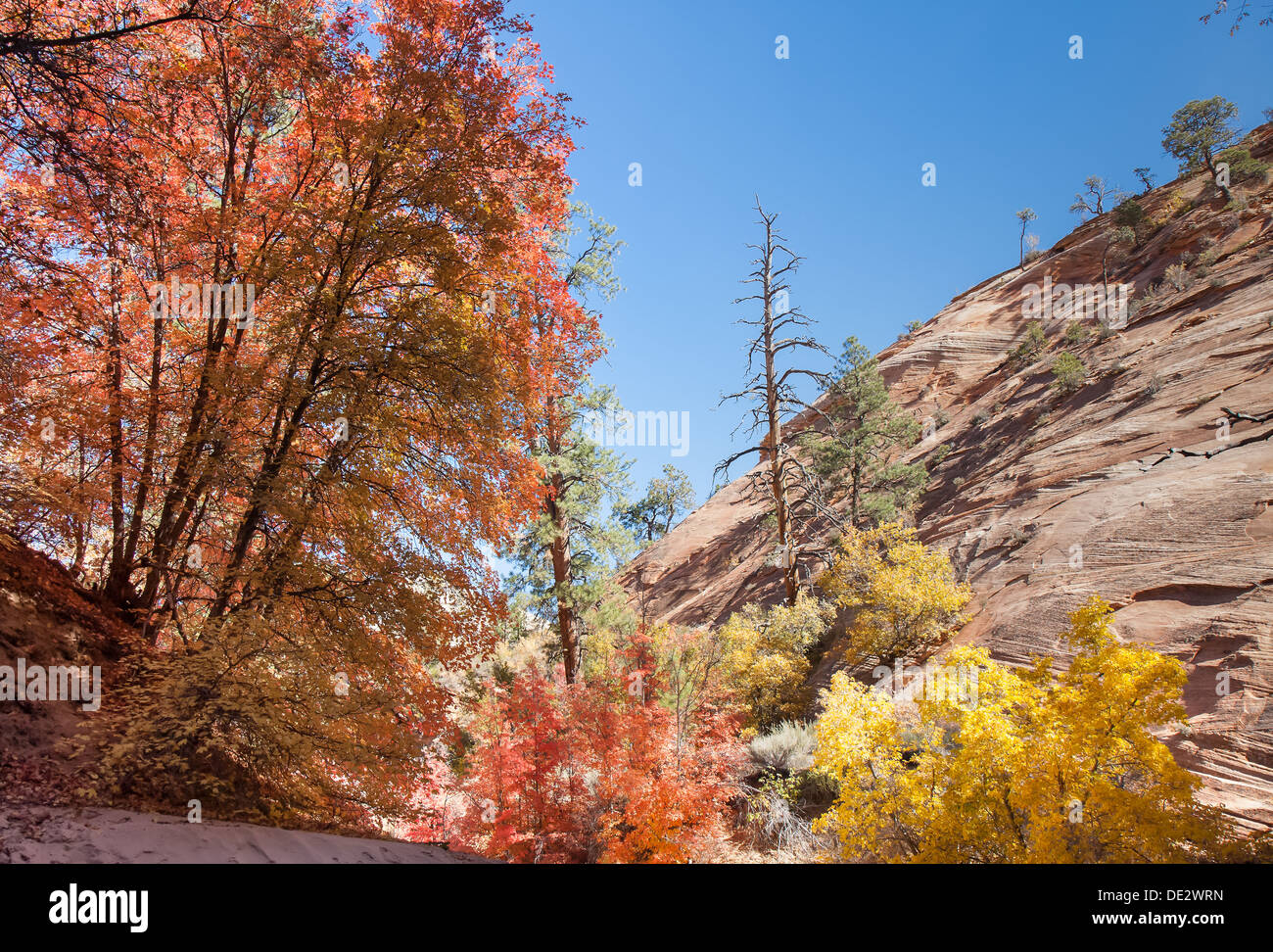 Colorful rock, greenery, Fall colors all are present in this image from ...