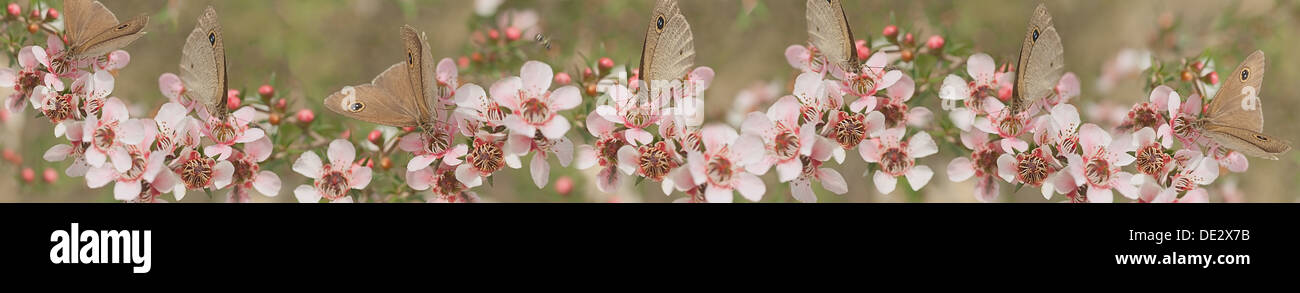 Native flowers australian banner hi-res stock photography and images ...