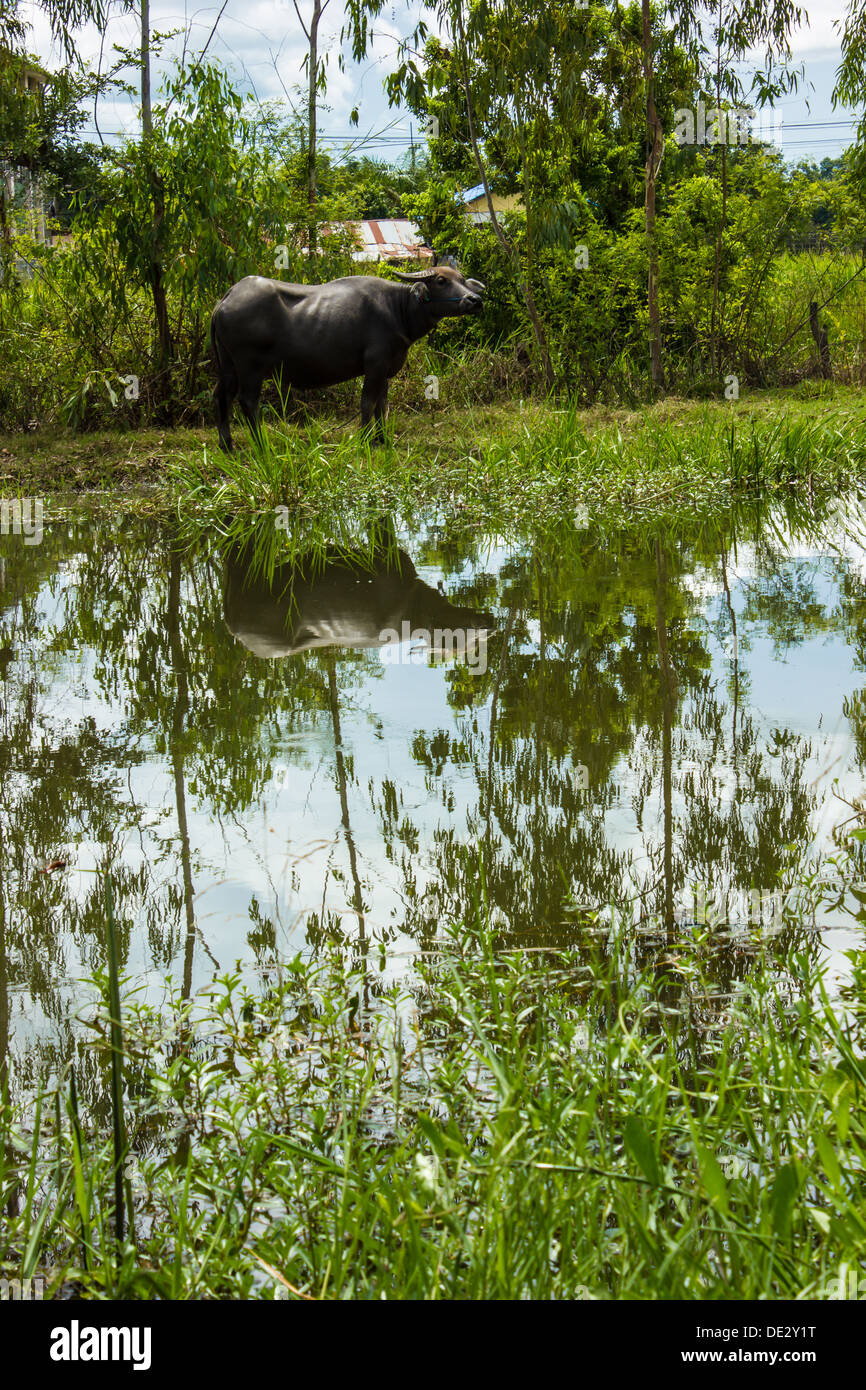 The big Buffalo pond in thai Stock Photo - Alamy