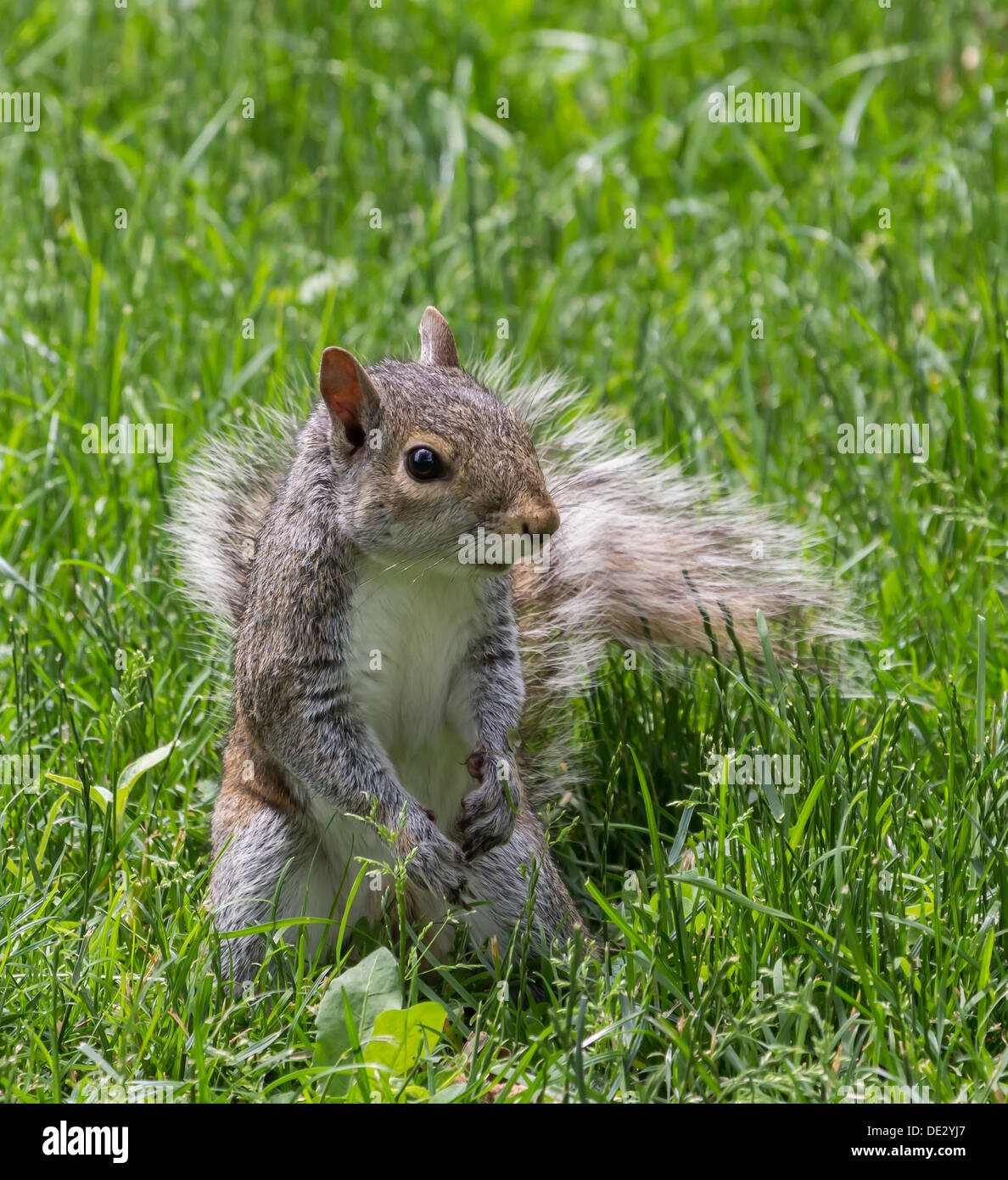 Eastern Grey Squirrel Stock Photo - Alamy