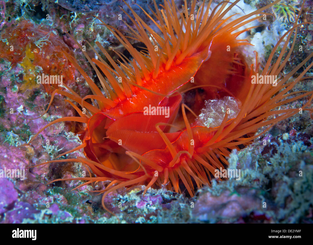 Bright red electric clam embedded in crevice of blue coral boulder ...