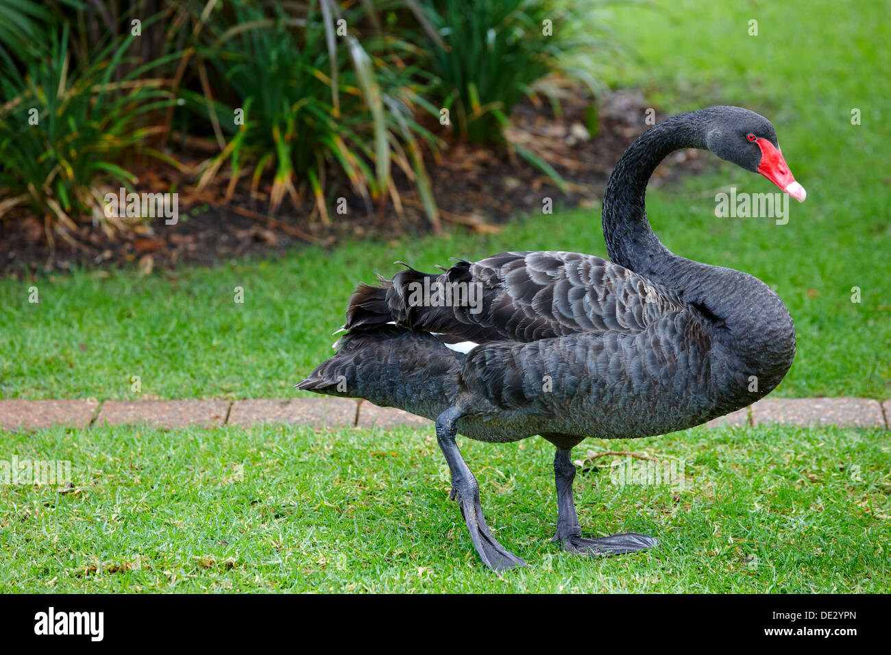 Australian black swan hi-res stock photography and images - Alamy
