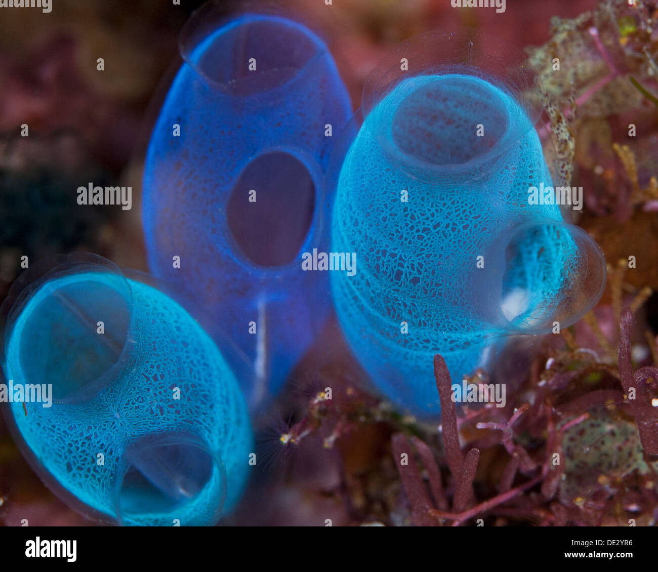 Close-up image of three translucent fluorescent blue tunicates ...