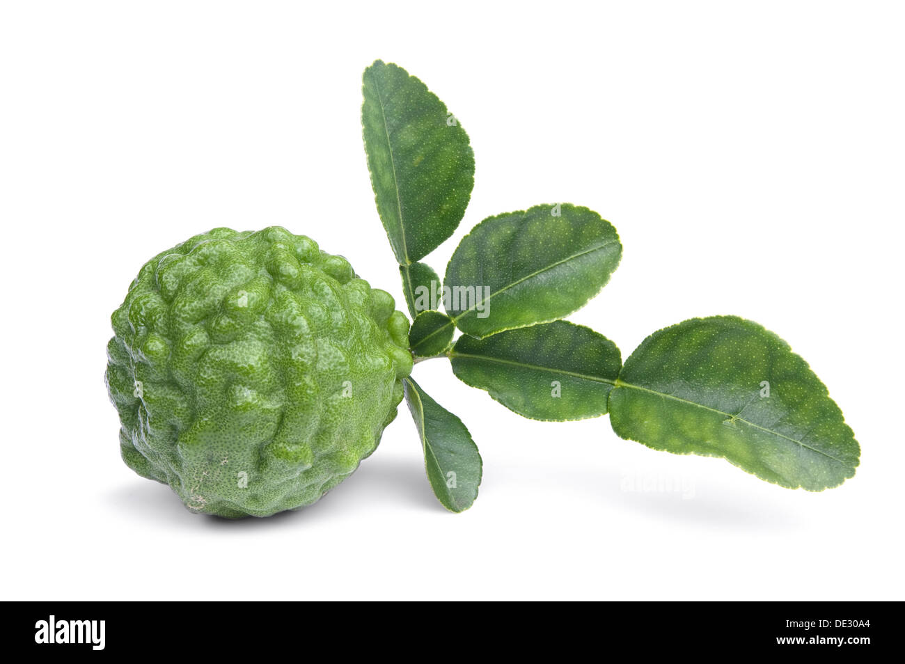 Fresh kaffir lime with leaf isolated on white background Stock Photo ...