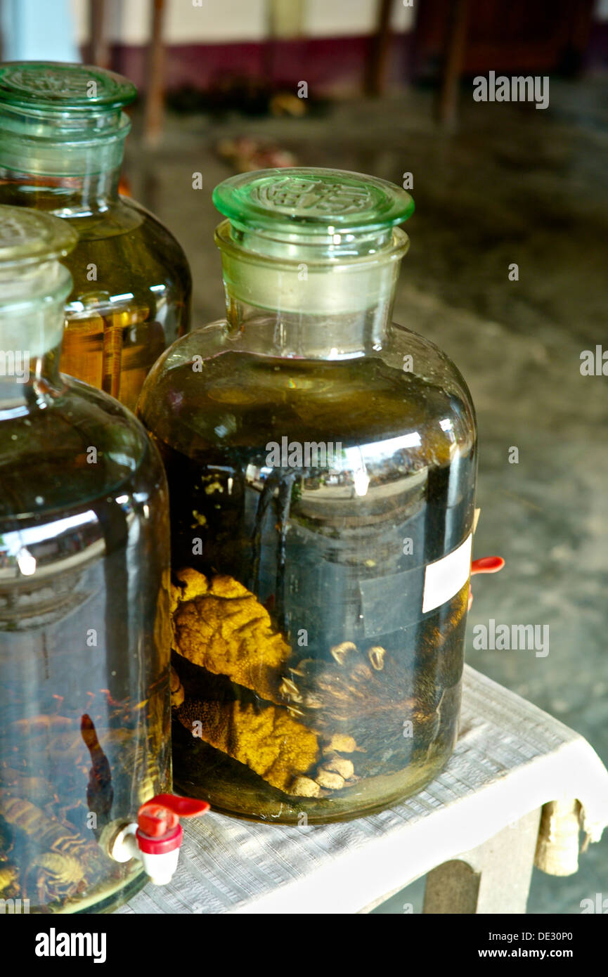 Asian black bear hi-res stock photography and images - Alamy