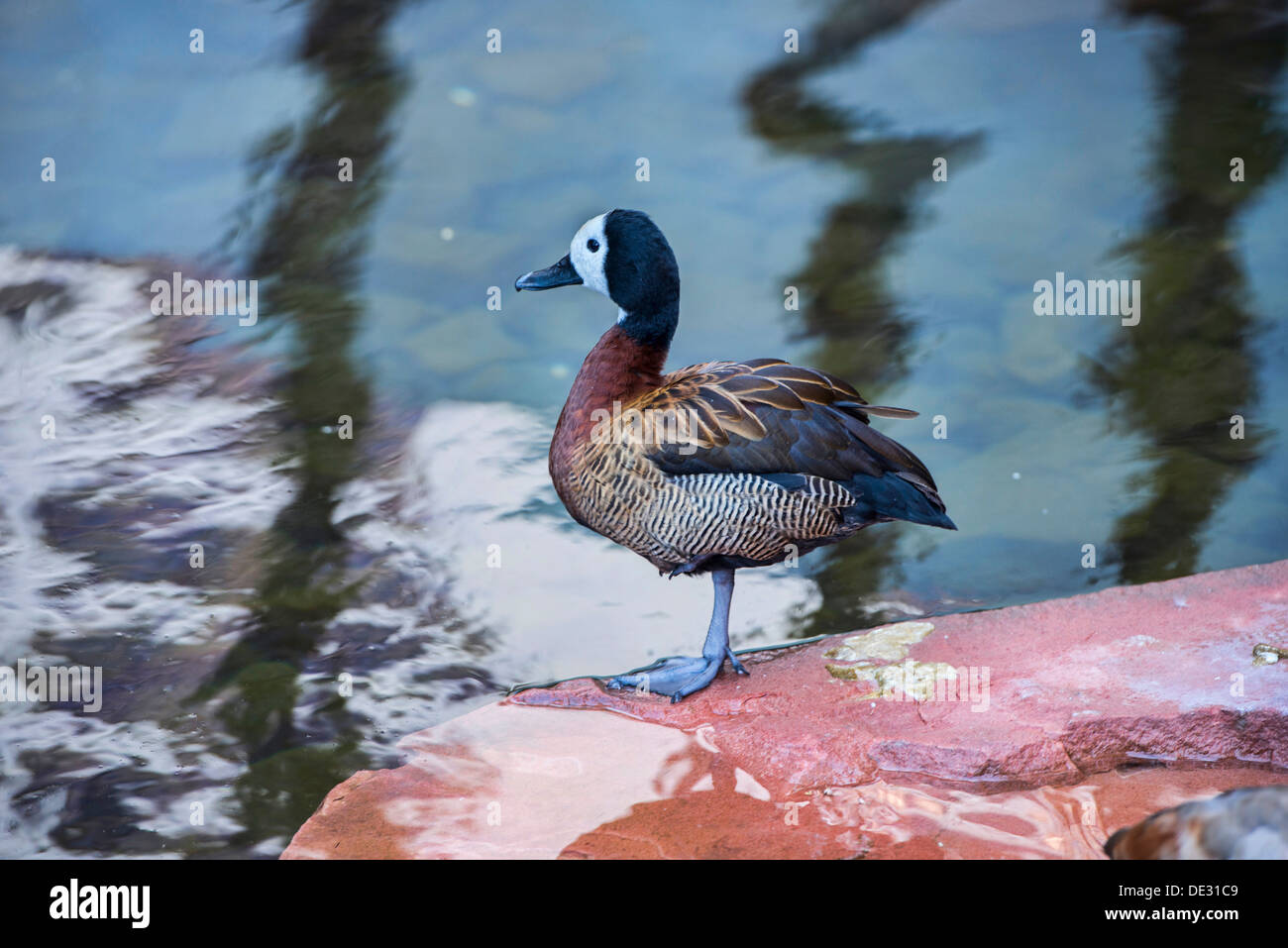 White faced whistling duck dendrocygna viduata hi-res stock photography ...